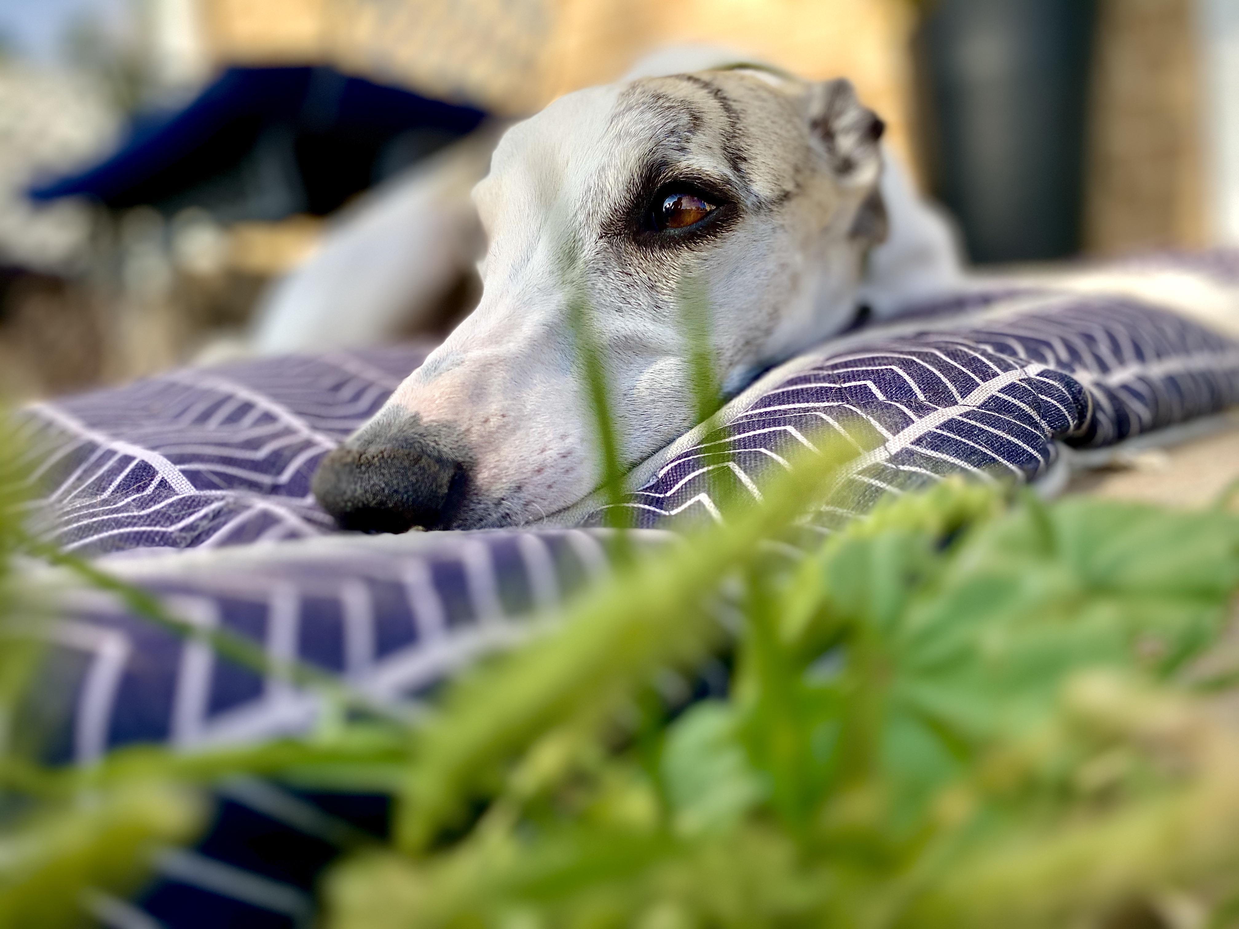 Winston enjoying some time in the early evening sun. | Scrolller