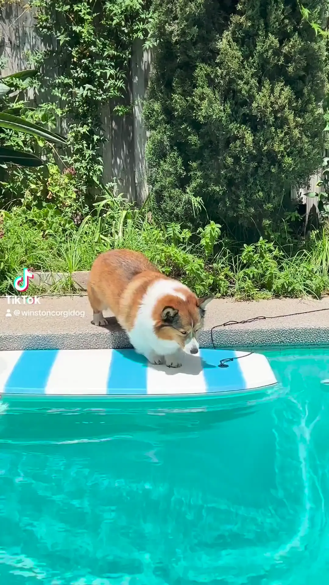 Winston Maintains His Balance While Pool-Surfing | Scrolller