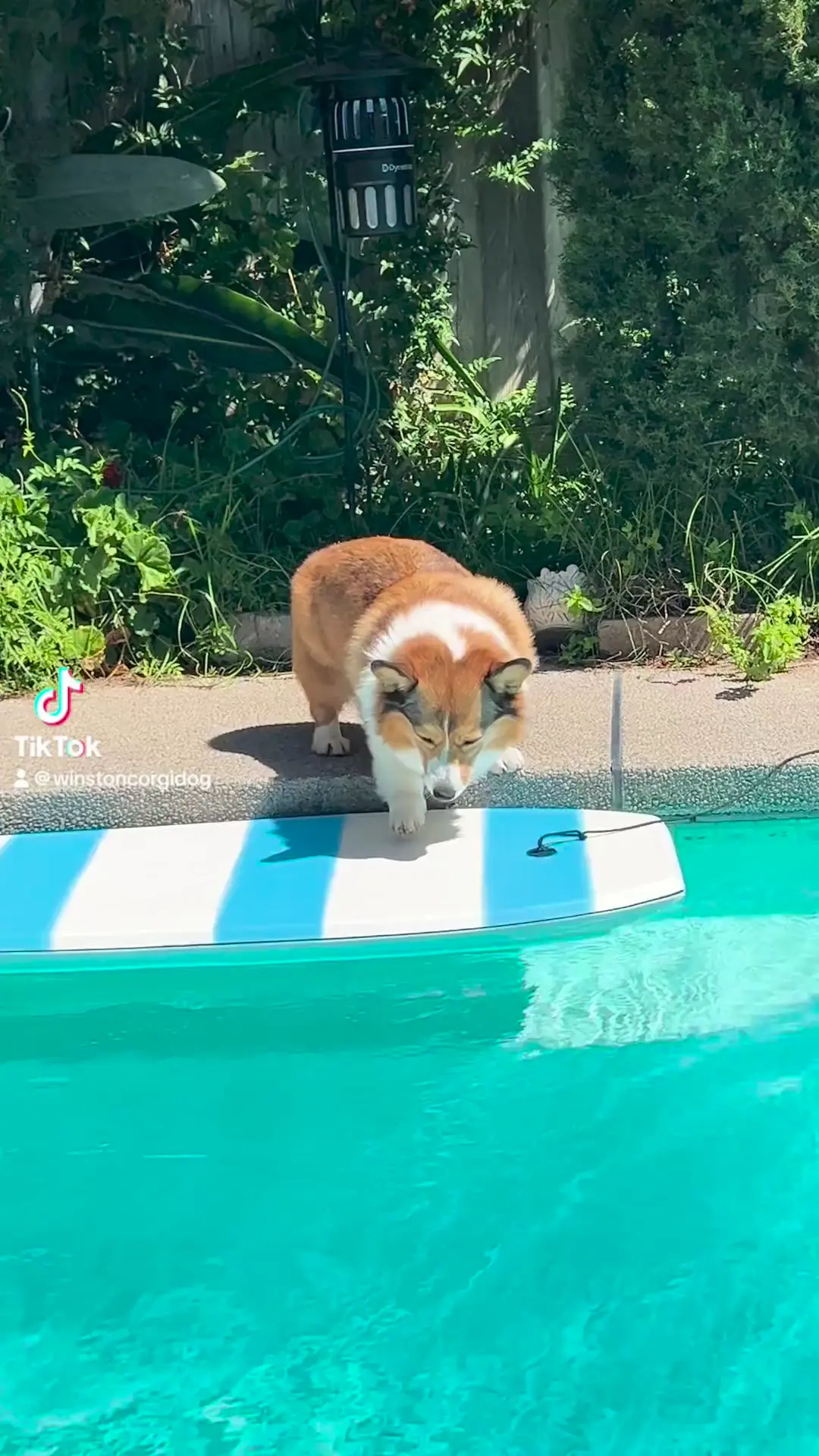 Winston Shows Off His Amazing Balance | Scrolller