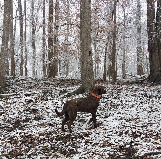 Winter pupper | Scrolller