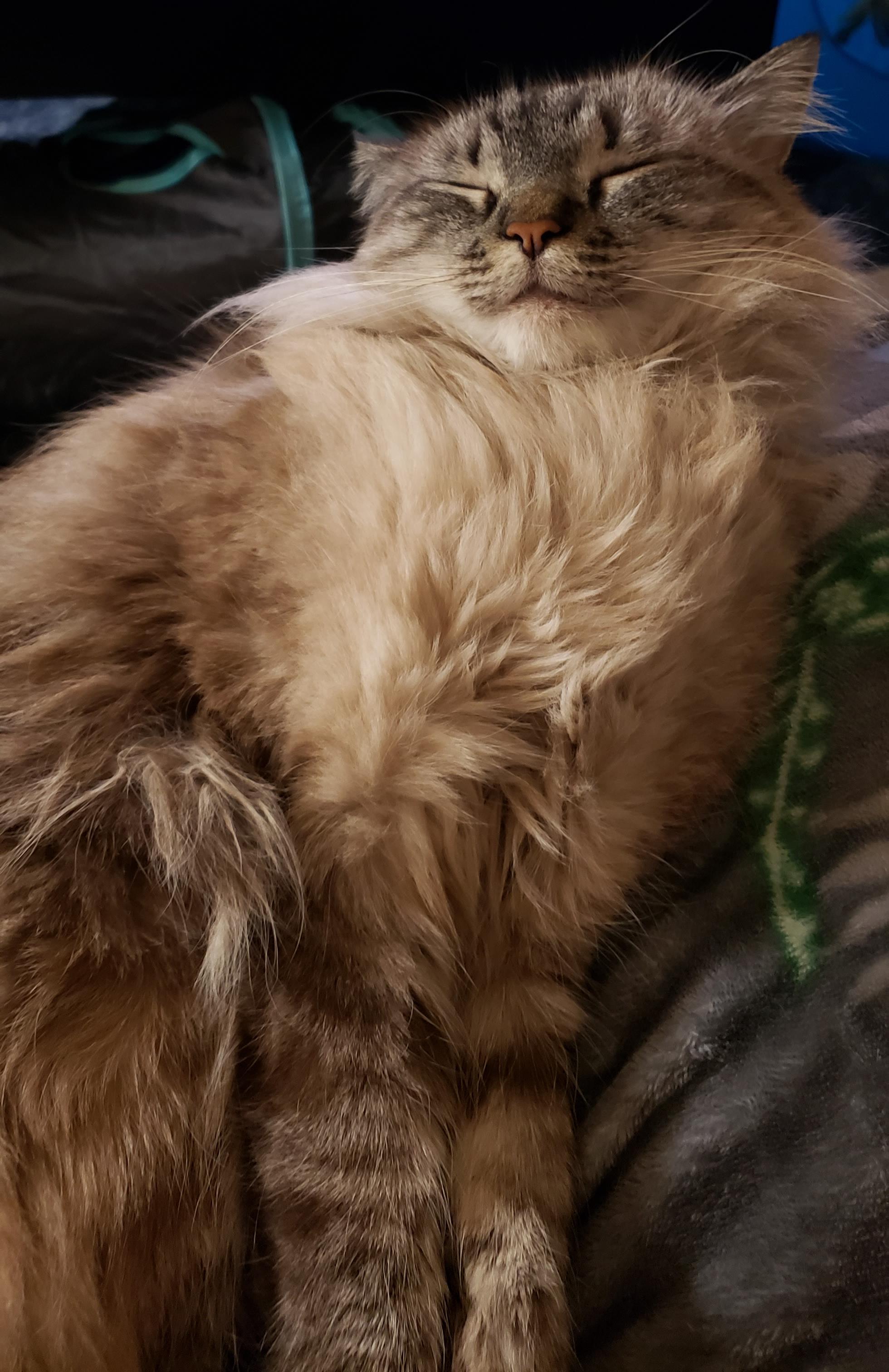 Wispy floof | Scrolller