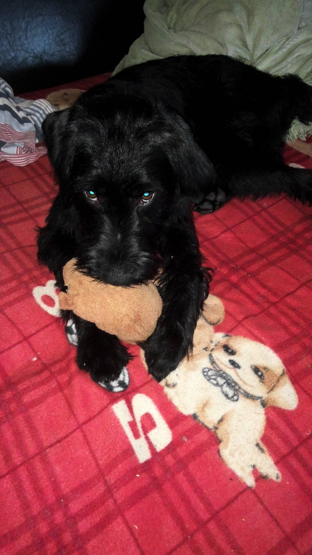 With favorite toy! | Scrolller