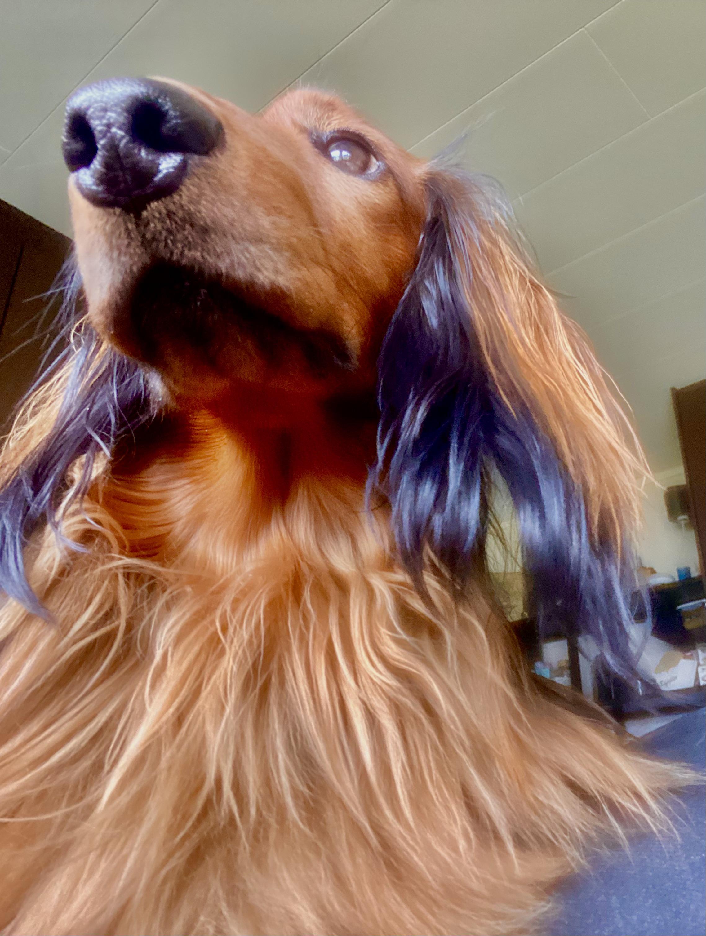 woof_irl | Scrolller