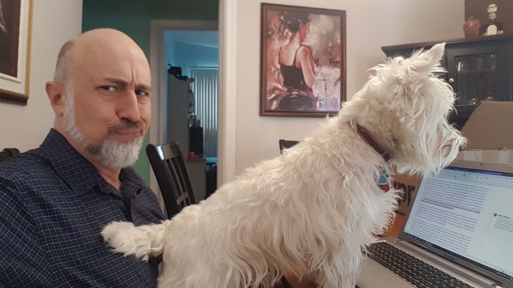 Working from home with a Westie is not an easy task! ;) | Scrolller