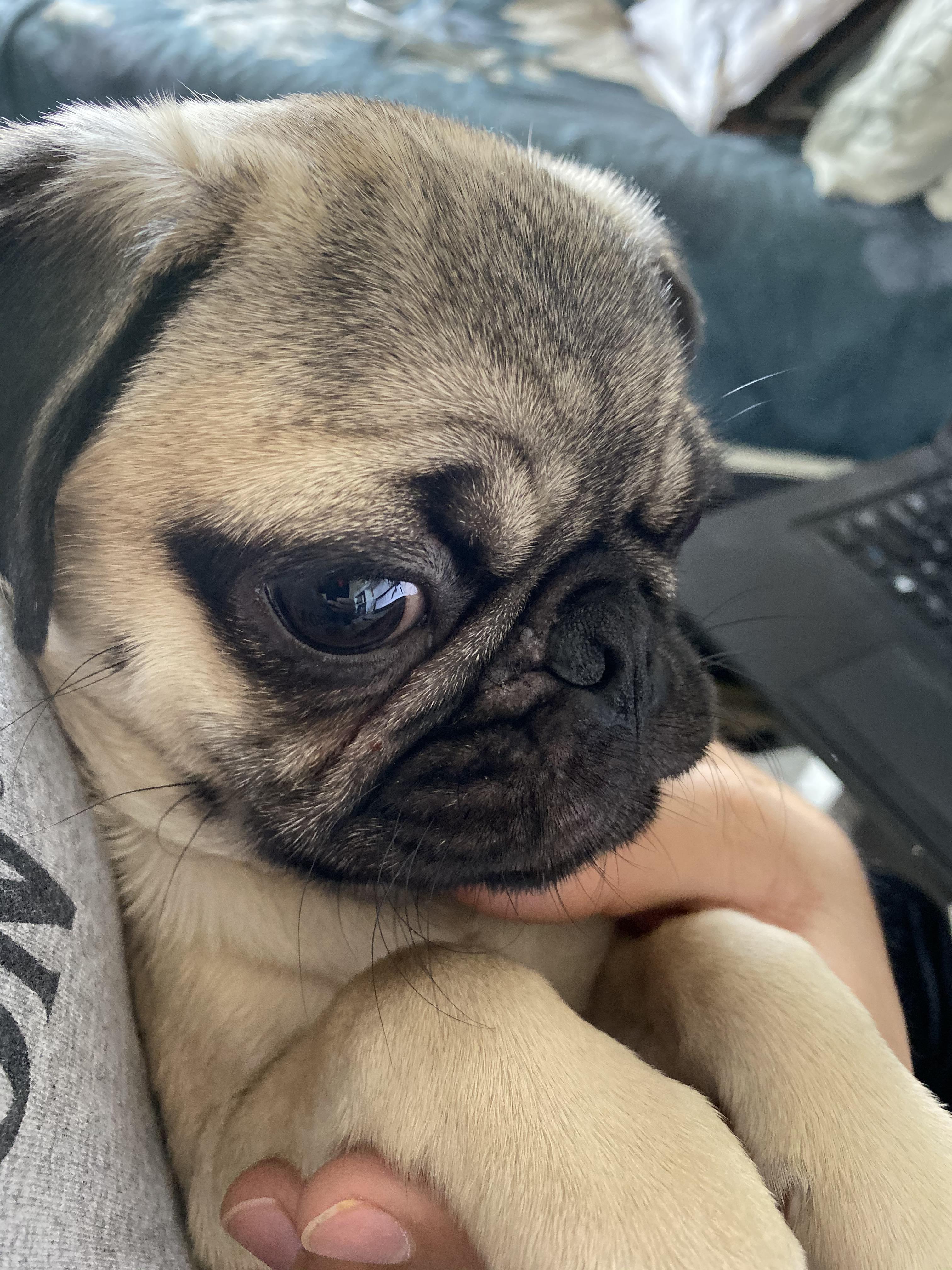 Working from home with my buddy. | Scrolller