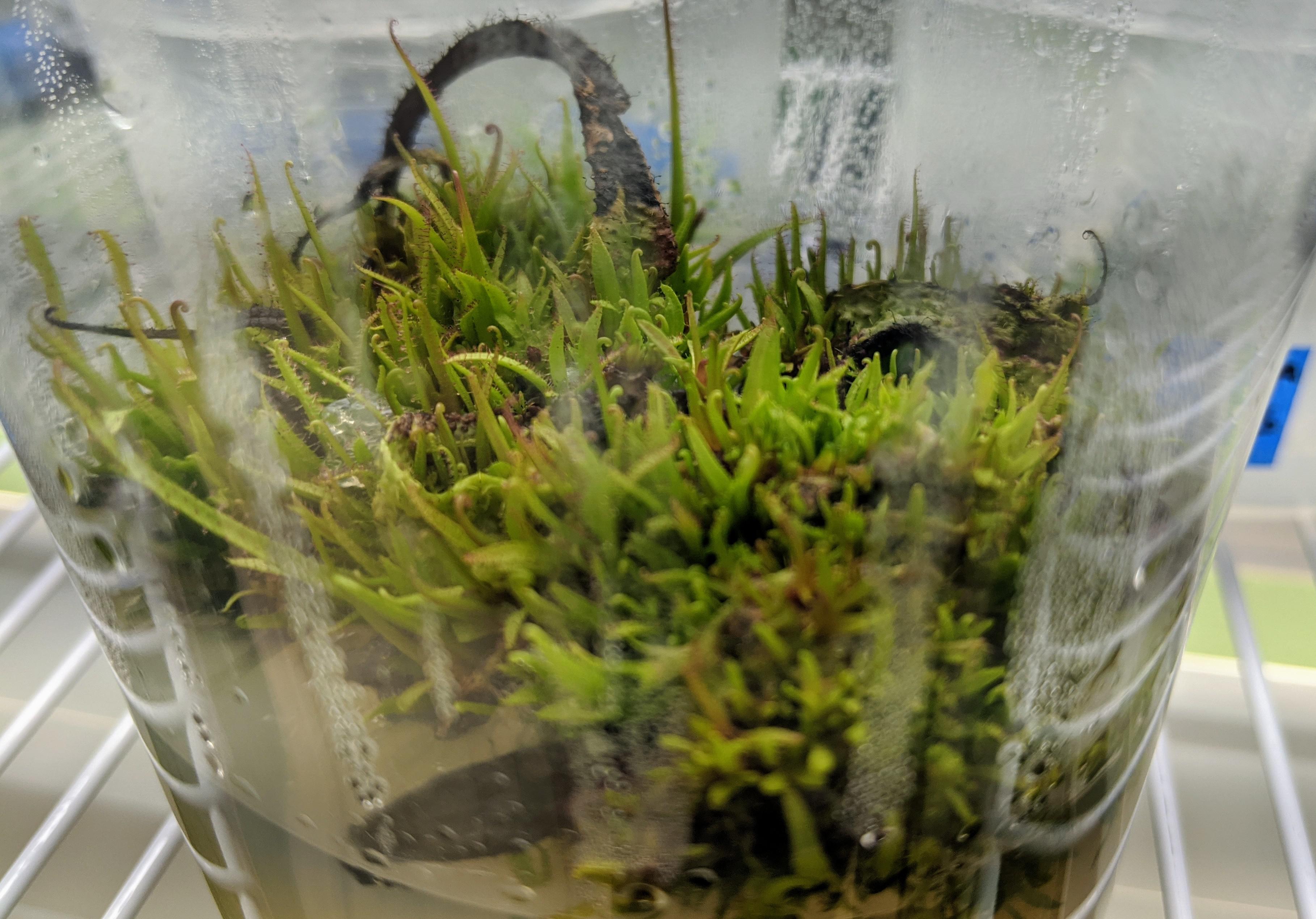 Working hard to make rare species less rare. Drosera regia in sterile culture. | Scrolller