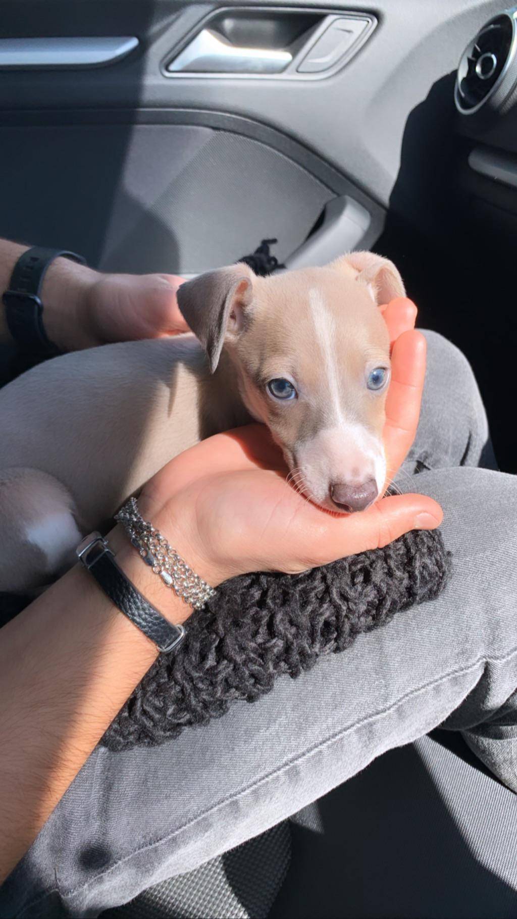 World, meet Zhu. My smol noodle ♥️ | Scrolller