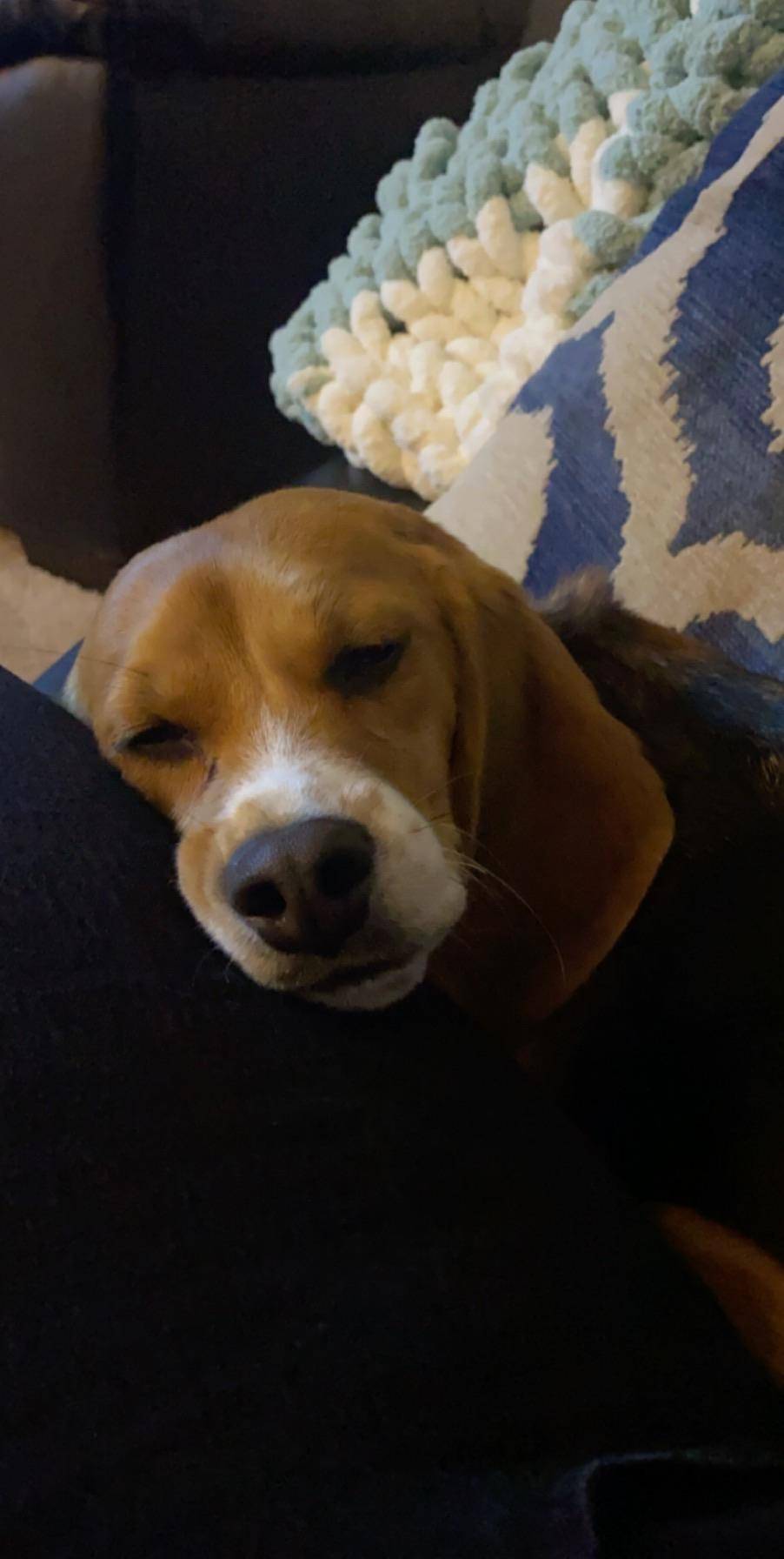 World’s sleepiest pup | Scrolller