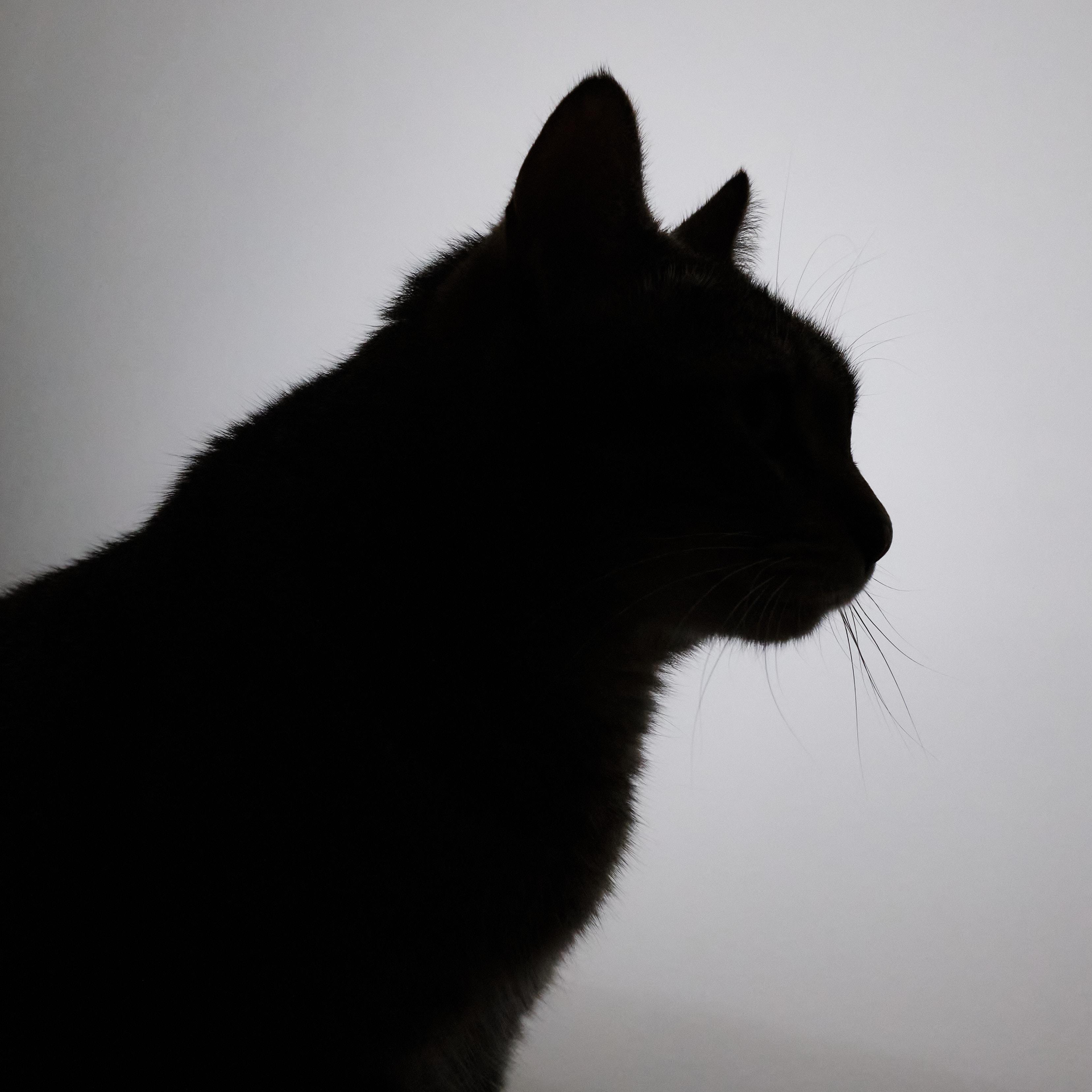 X100V: Predator | Scrolller