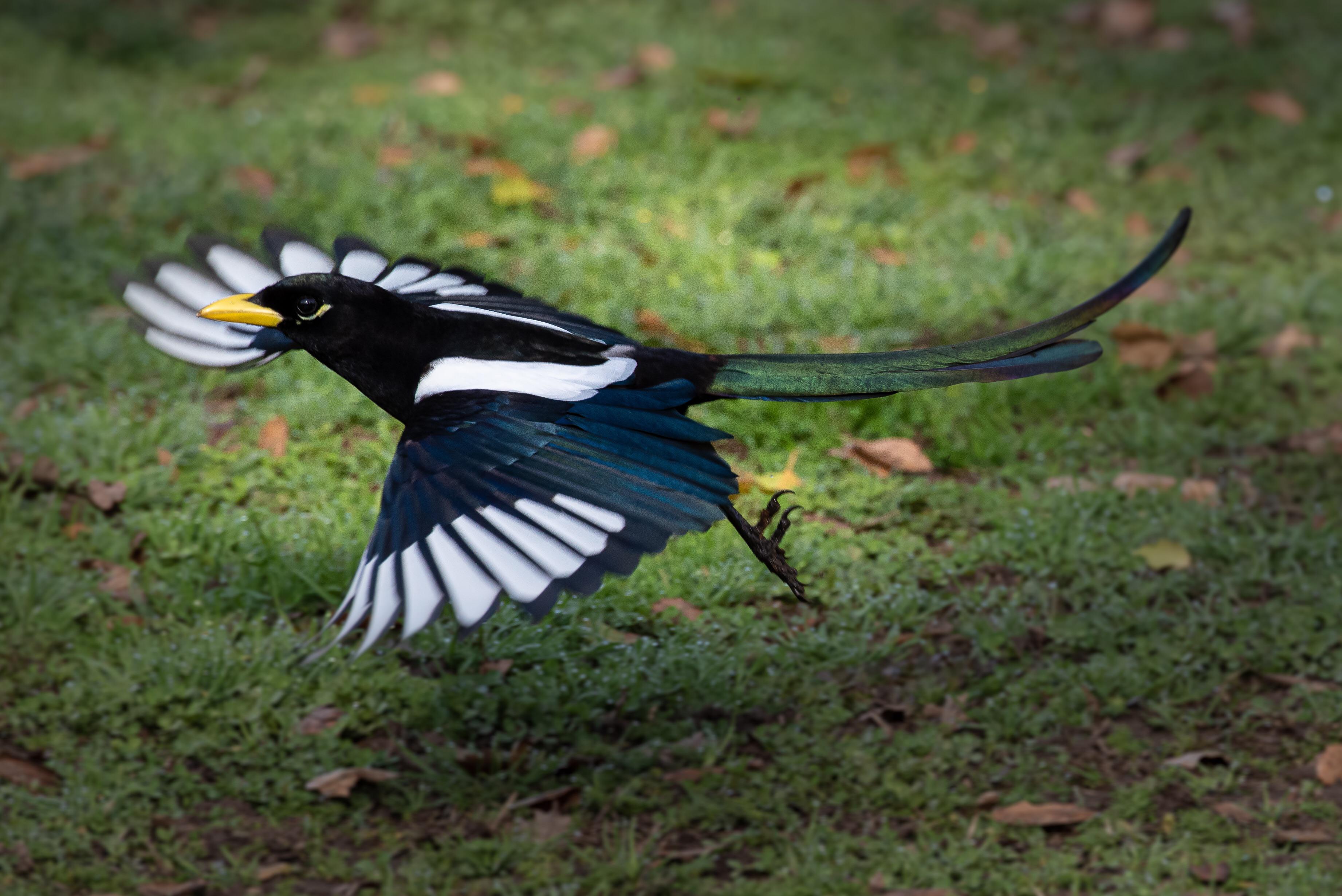 Yellow-billed Magpie | Scrolller