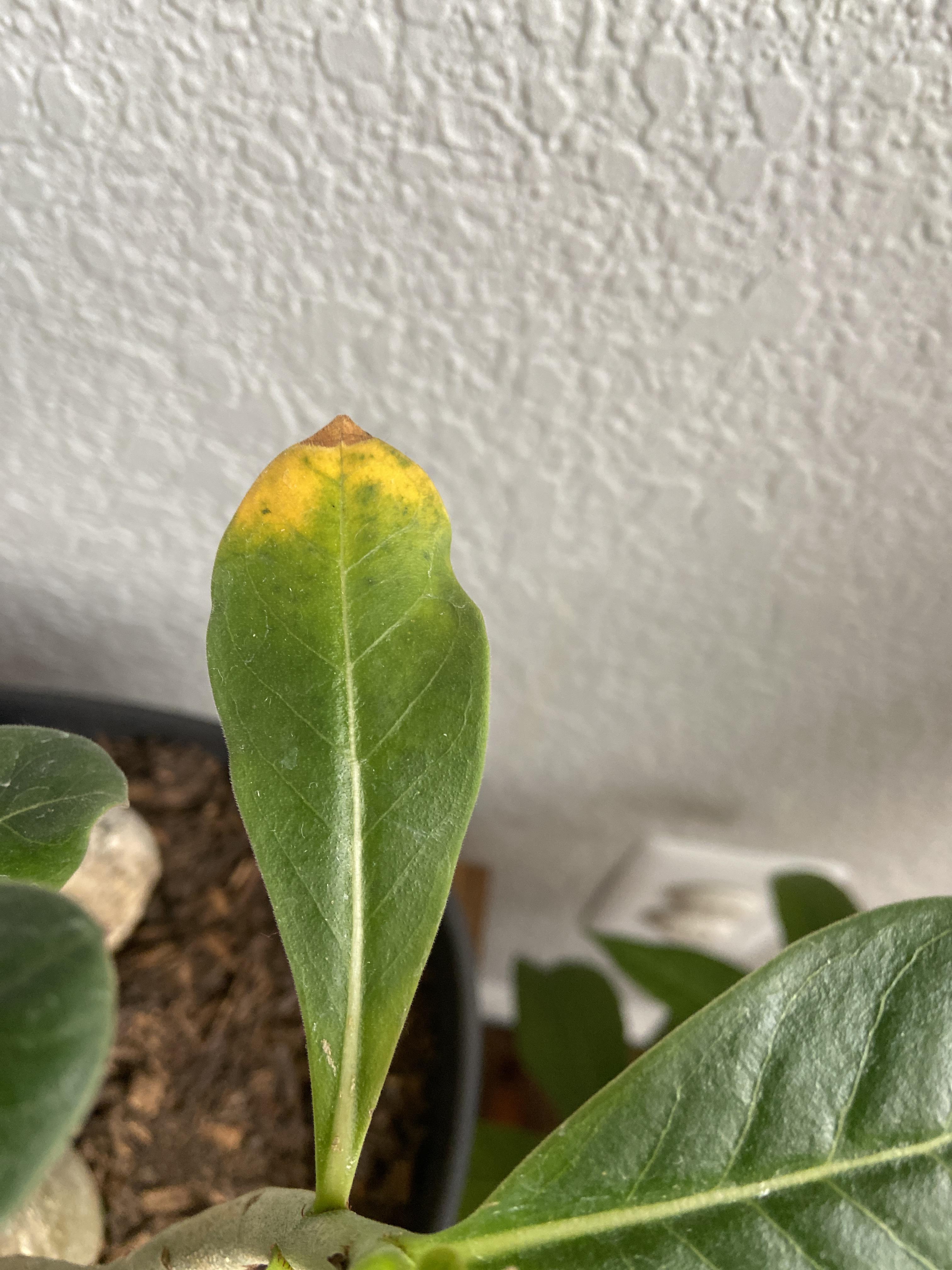 Yellowing leaf tips, any ideas why? | Scrolller