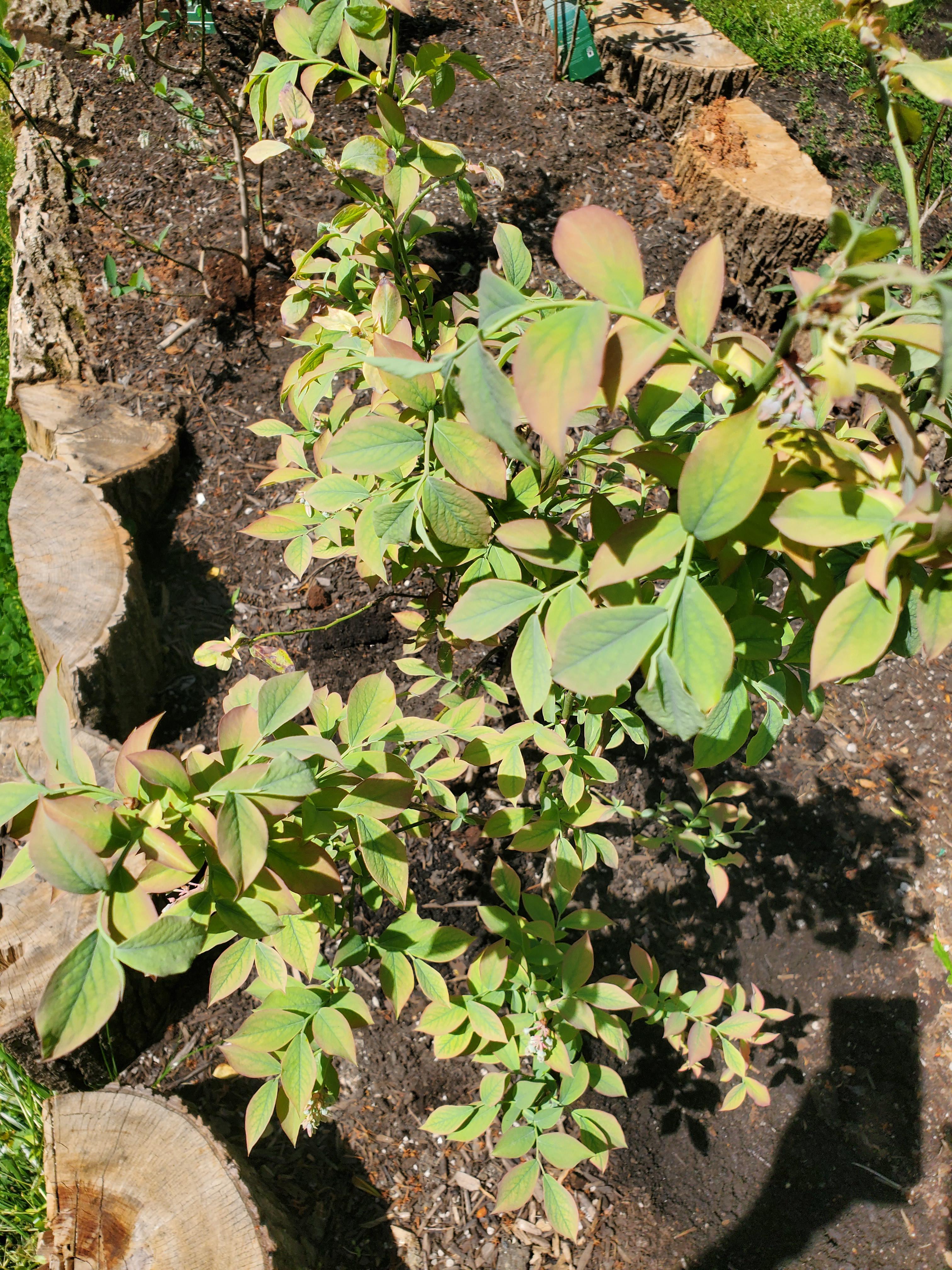 Yellowing, veiny leaves on Brightwell | Scrolller