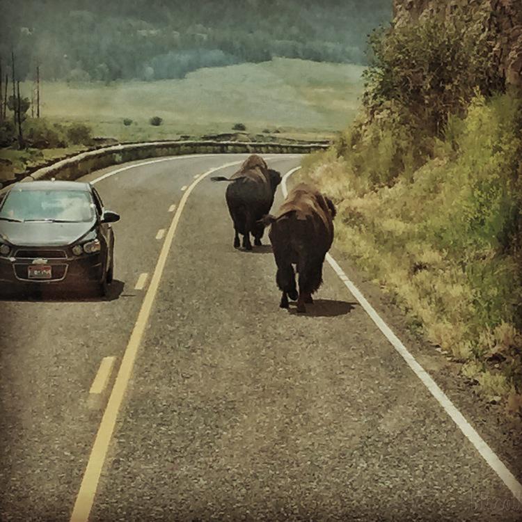 Yellowstone Traffic Jam, Lamar Valley | Scrolller