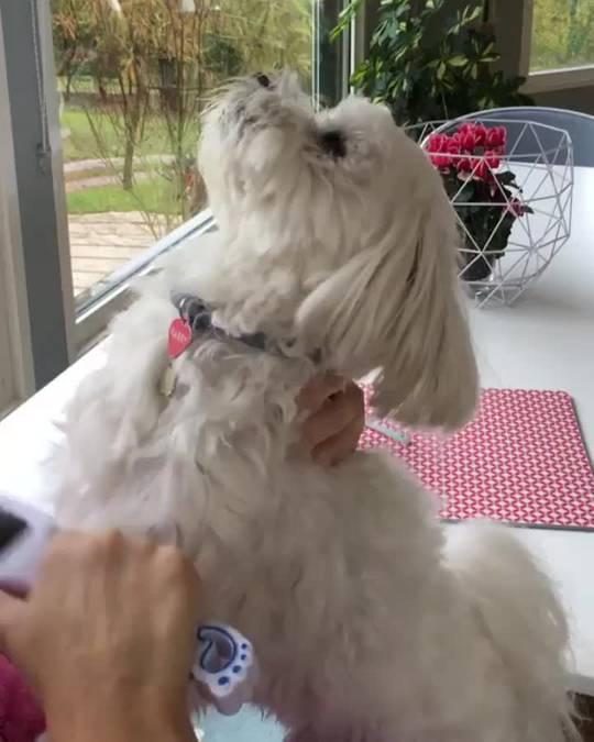 "Yes - brush me, human" | Scrolller