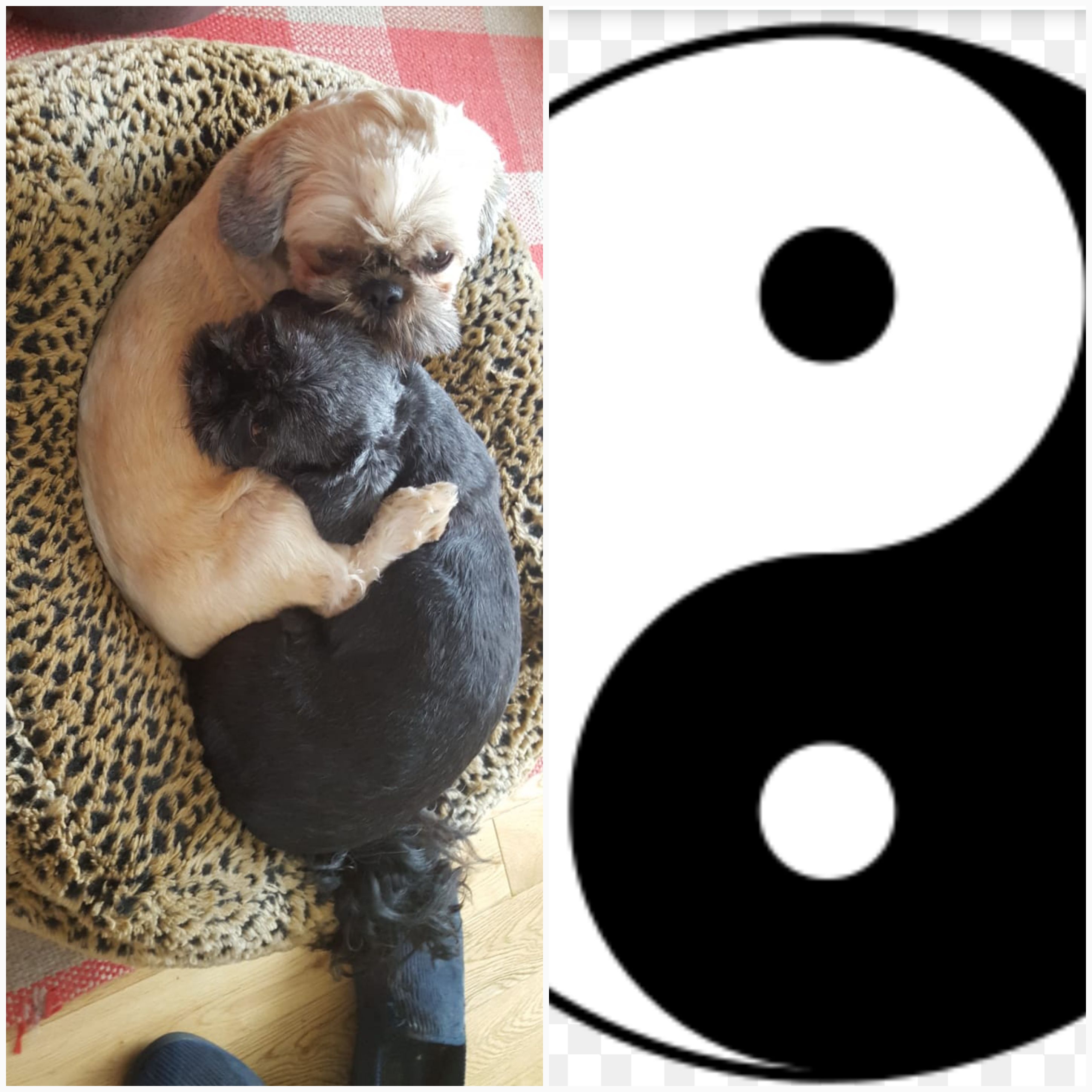 Yin and Yang | Scrolller