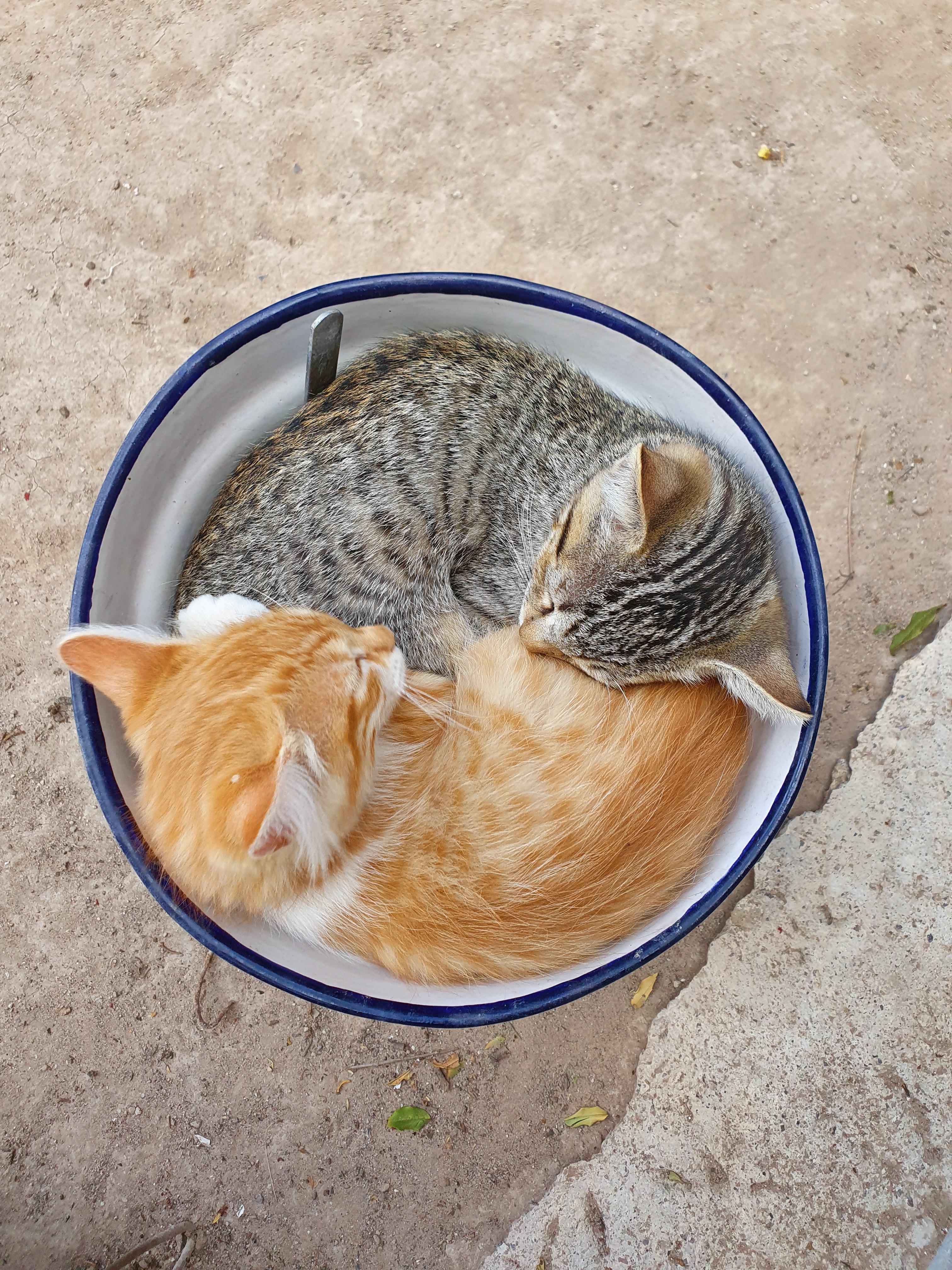 Ying-yang | Scrolller