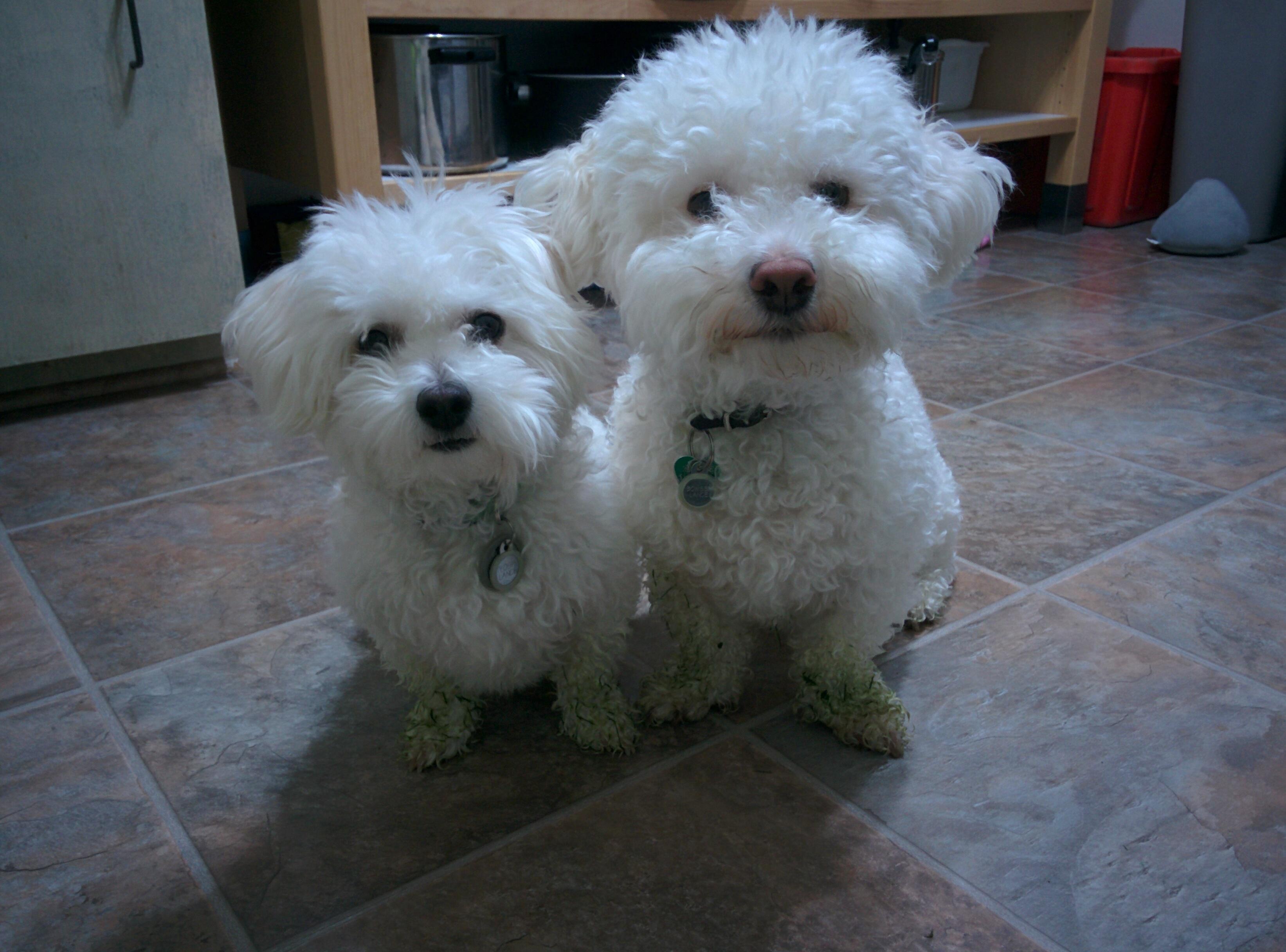 Yoshi and Bowser, rocking green paws! | Scrolller