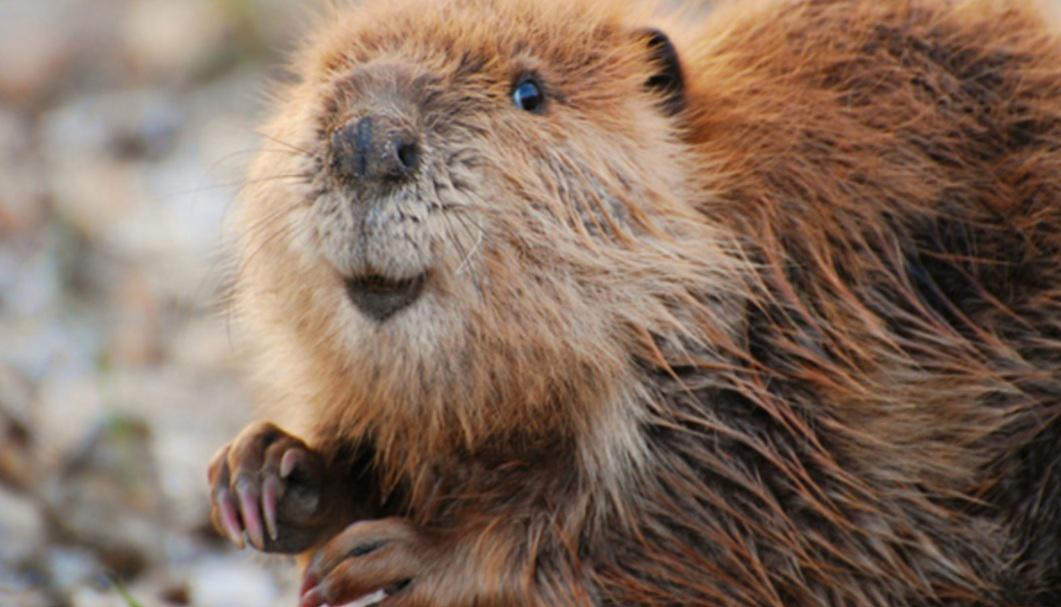 You might have seen cute dogs and cats but have you seen the cuteness of Beavers! | Scrolller