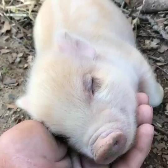 Young Pig Dreaming | Scrolller