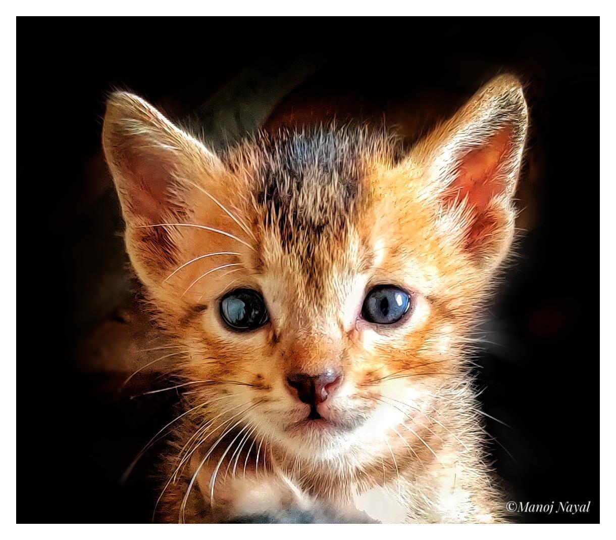 Young Simba 🦁 | Scrolller