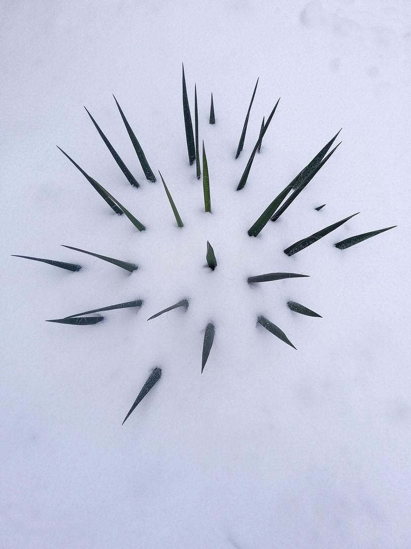 Yucca flaccida under snow | Scrolller