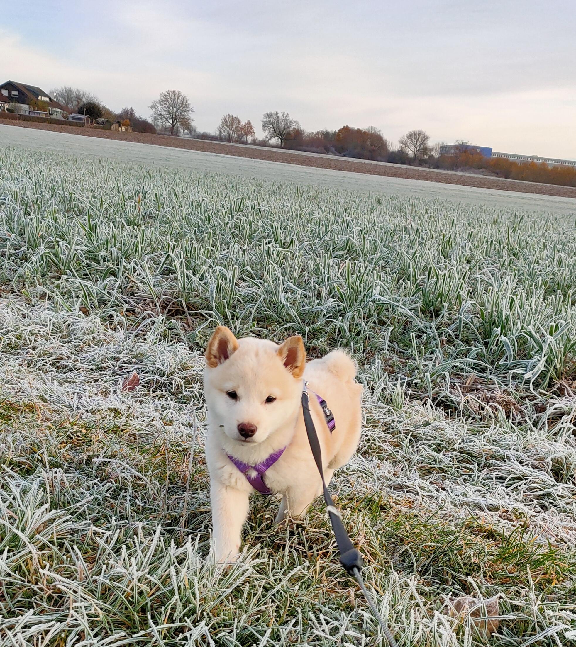 Yuki's first chilly day ️ | Scrolller
