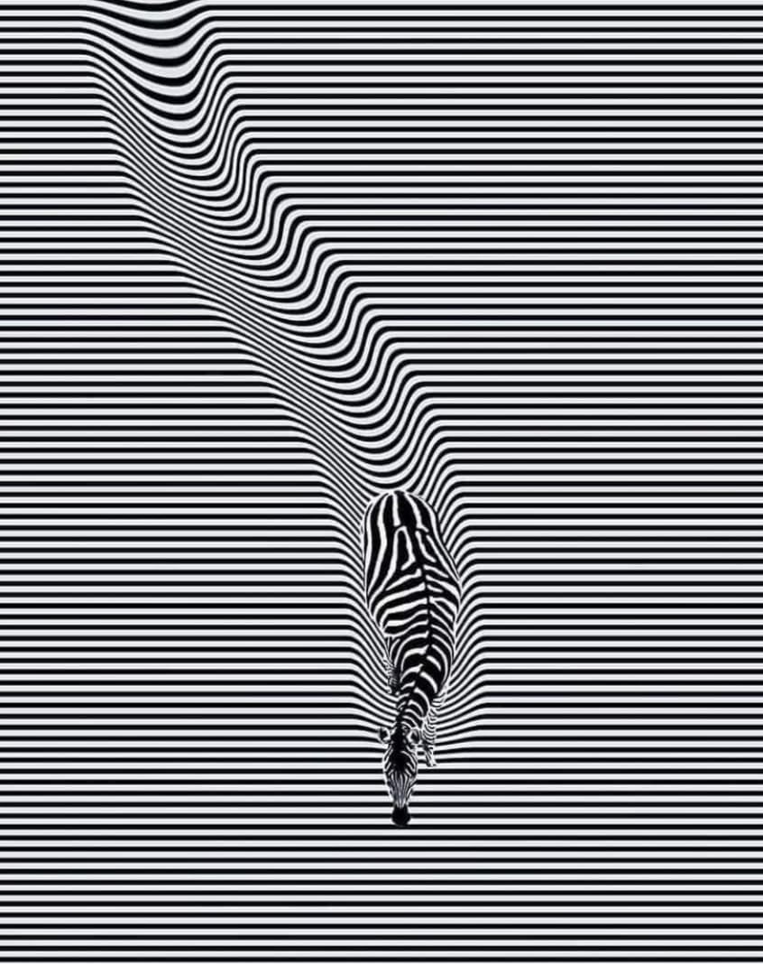 zebra stripes | Scrolller