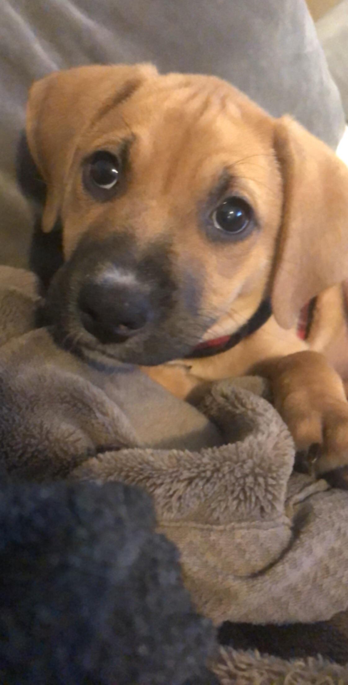 Zeta- Half lab and half black mouth cur | Scrolller
