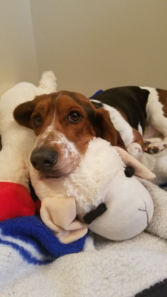 Ziggy and his lamb chop | Scrolller