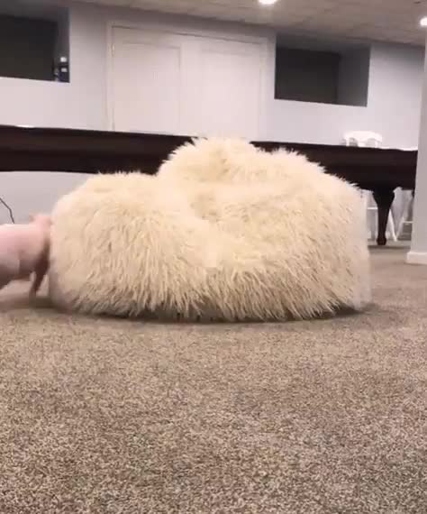 Zoomies before bedtime | Scrolller