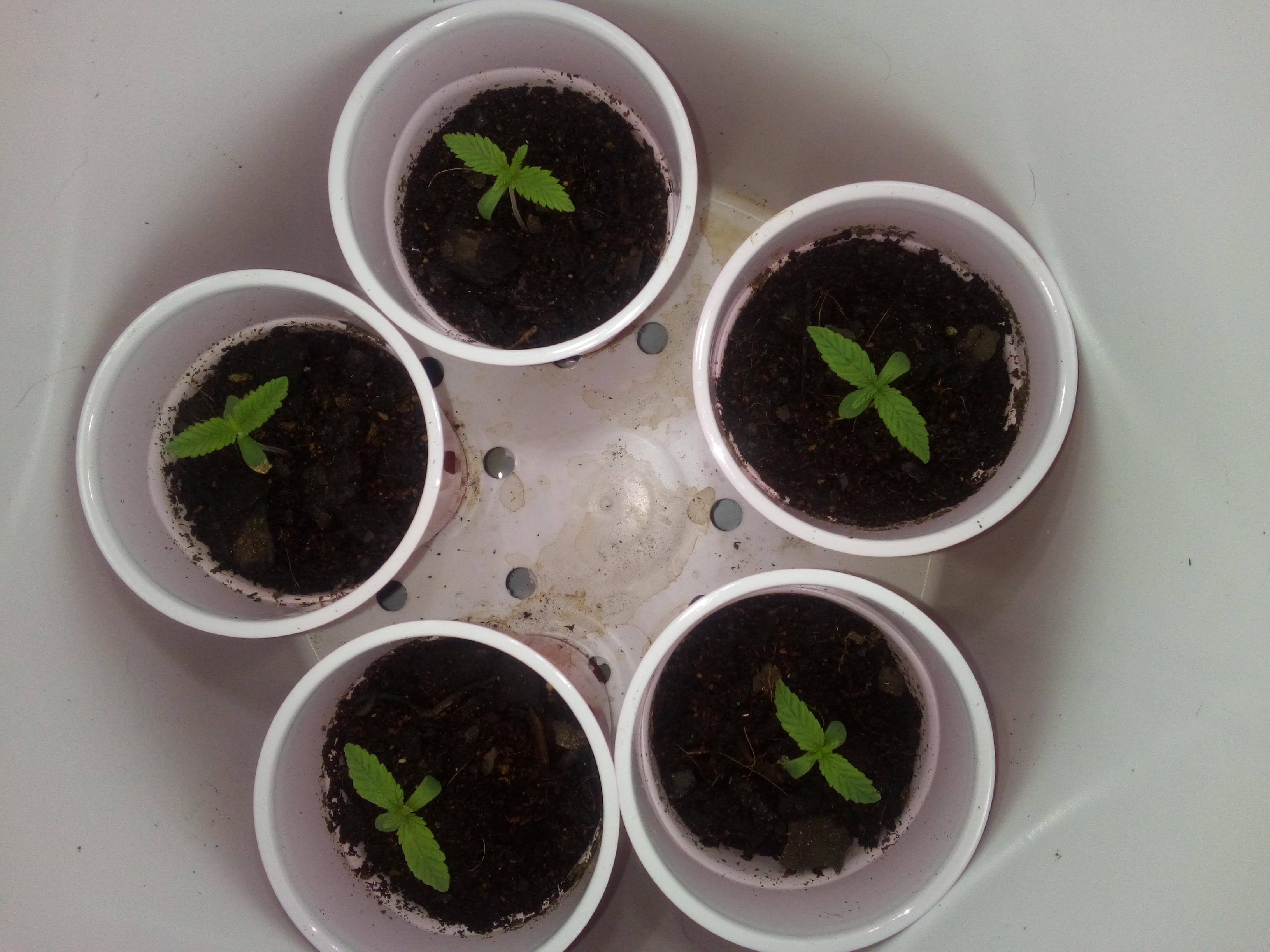 1 week into my first space bucket grow! | Scrolller 1 week into my first space bucket grow! | Scrolller