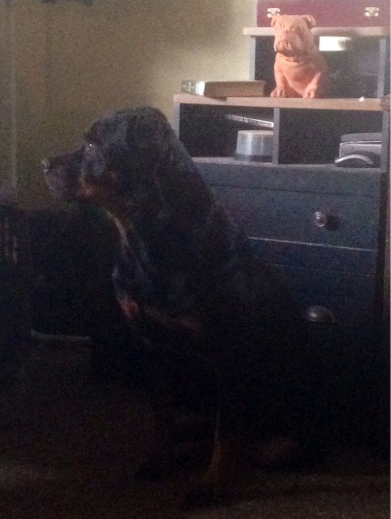 10 years later, still my majestic girl (x-post from r/aww) | Scrolller