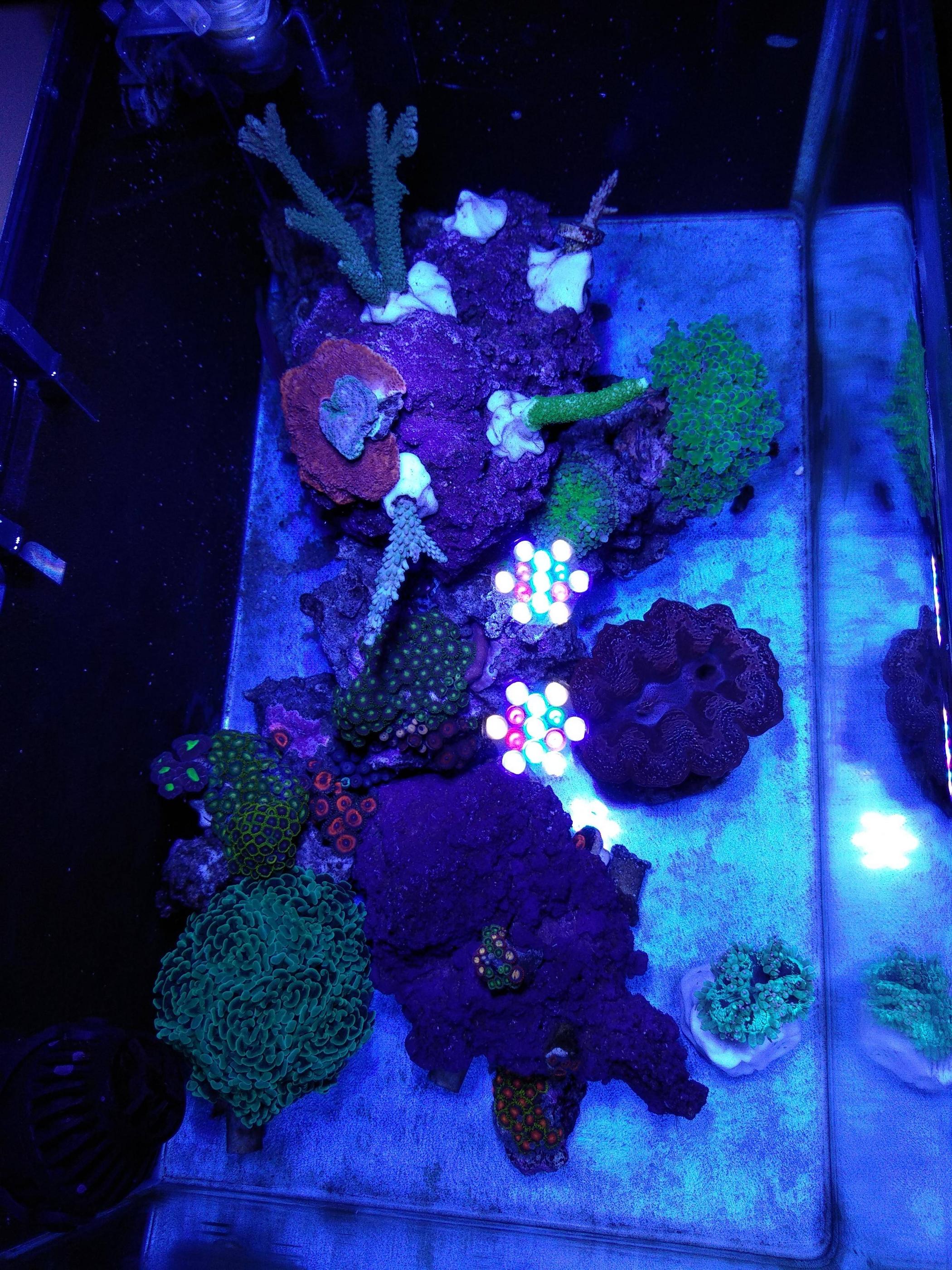 10g Mixed reef tank | Scrolller