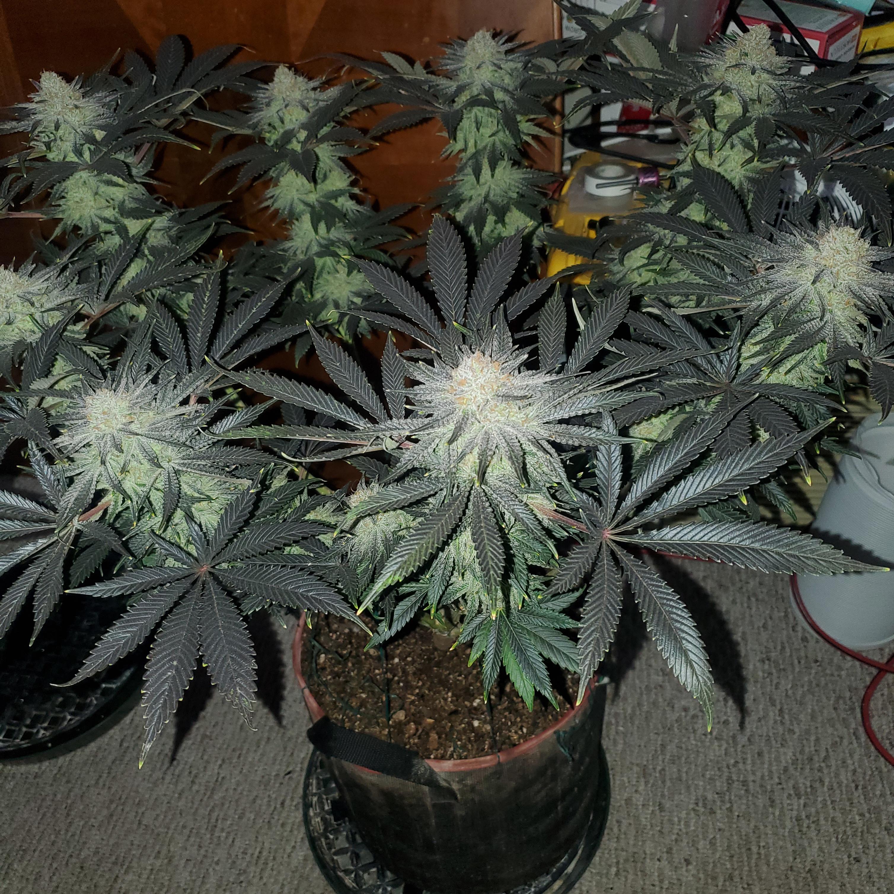 10th Planet day 52 | Scrolller