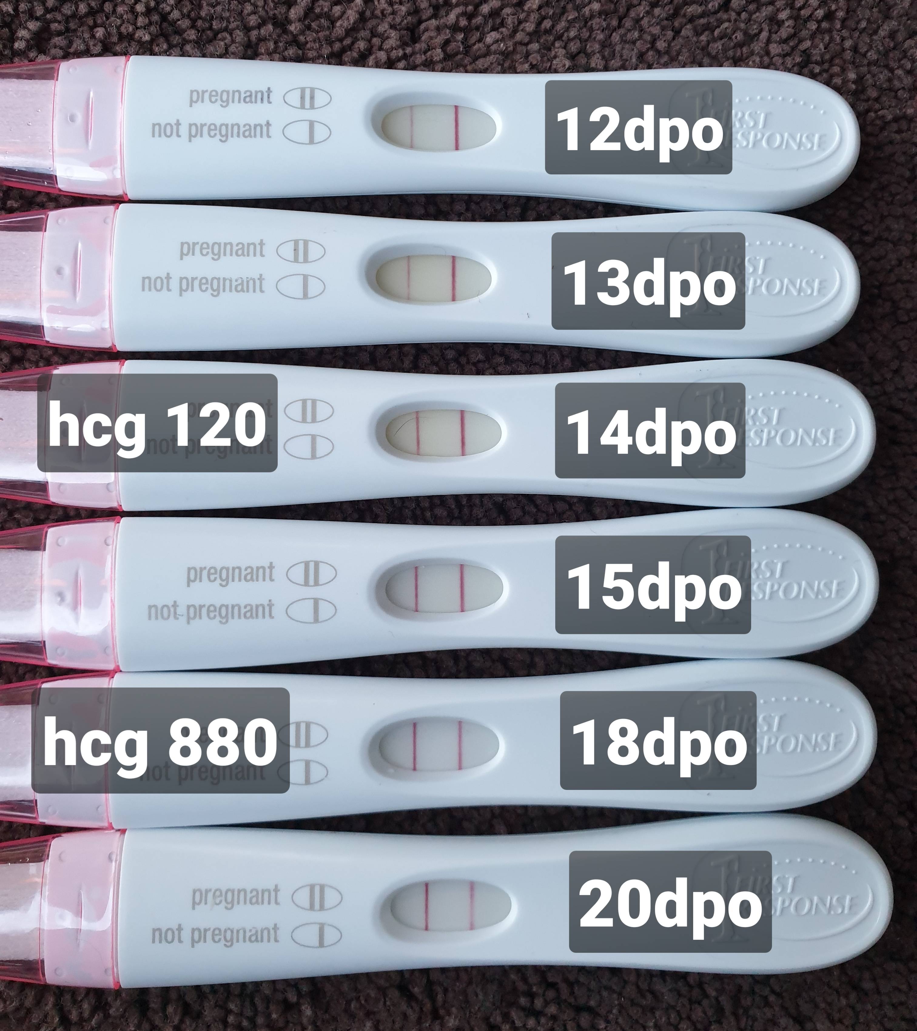 12-20 DPO FRER line progression. After over a year of trying I still can't comprehend this is ...