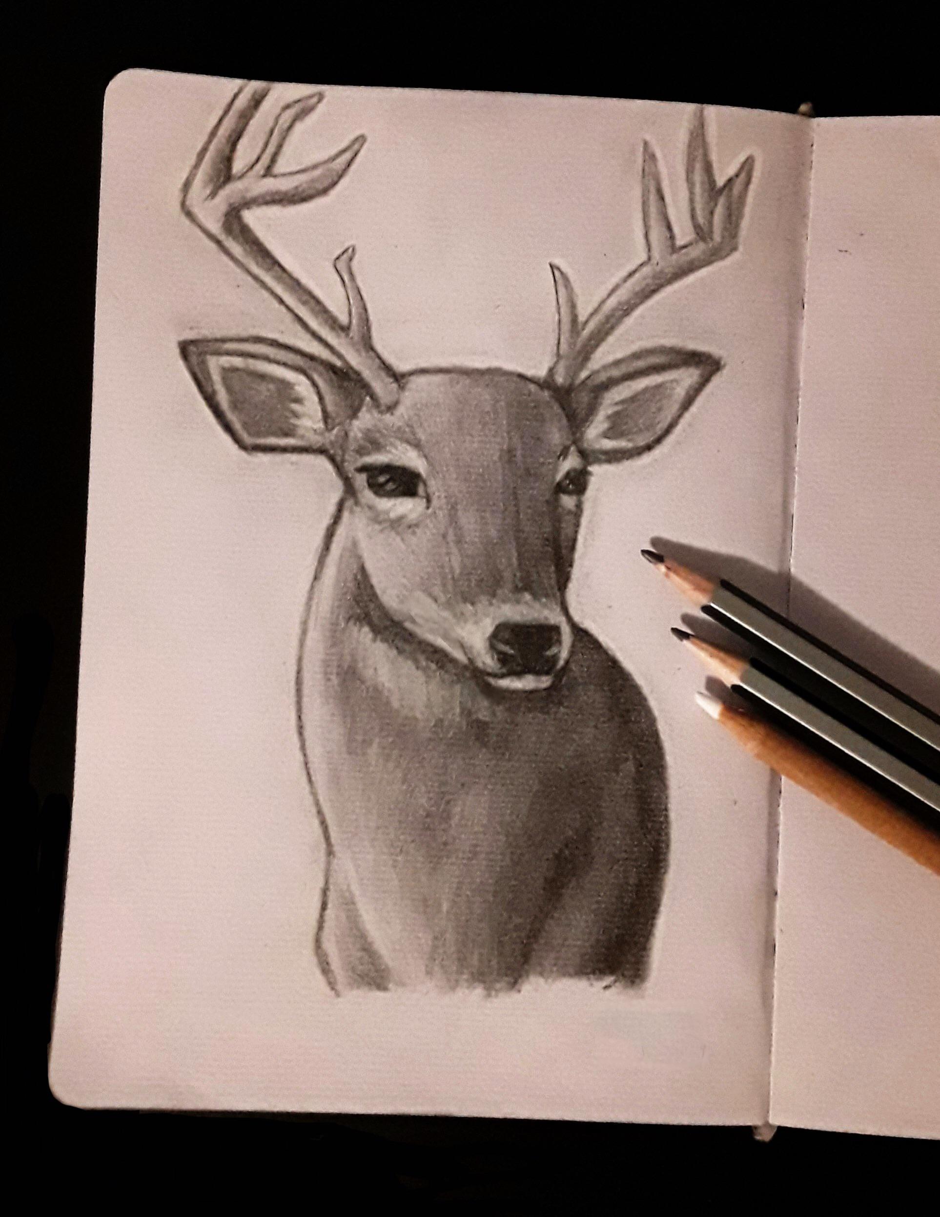 [14] A deer that I drew today, first time drawing one | Scrolller