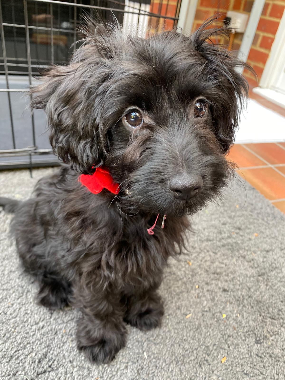 16 week old Bailey | Scrolller