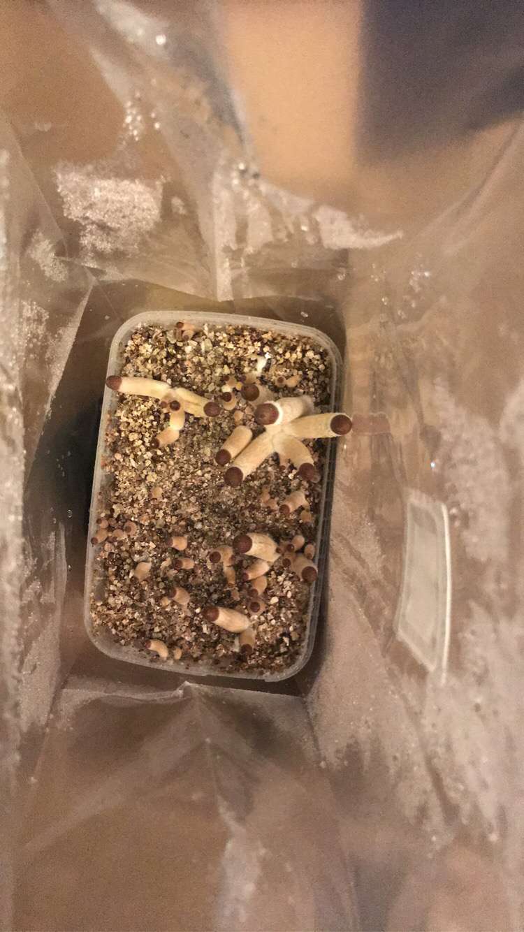 1st ever grow. Golden teacher first flush, 14 days in. :) | Scrolller