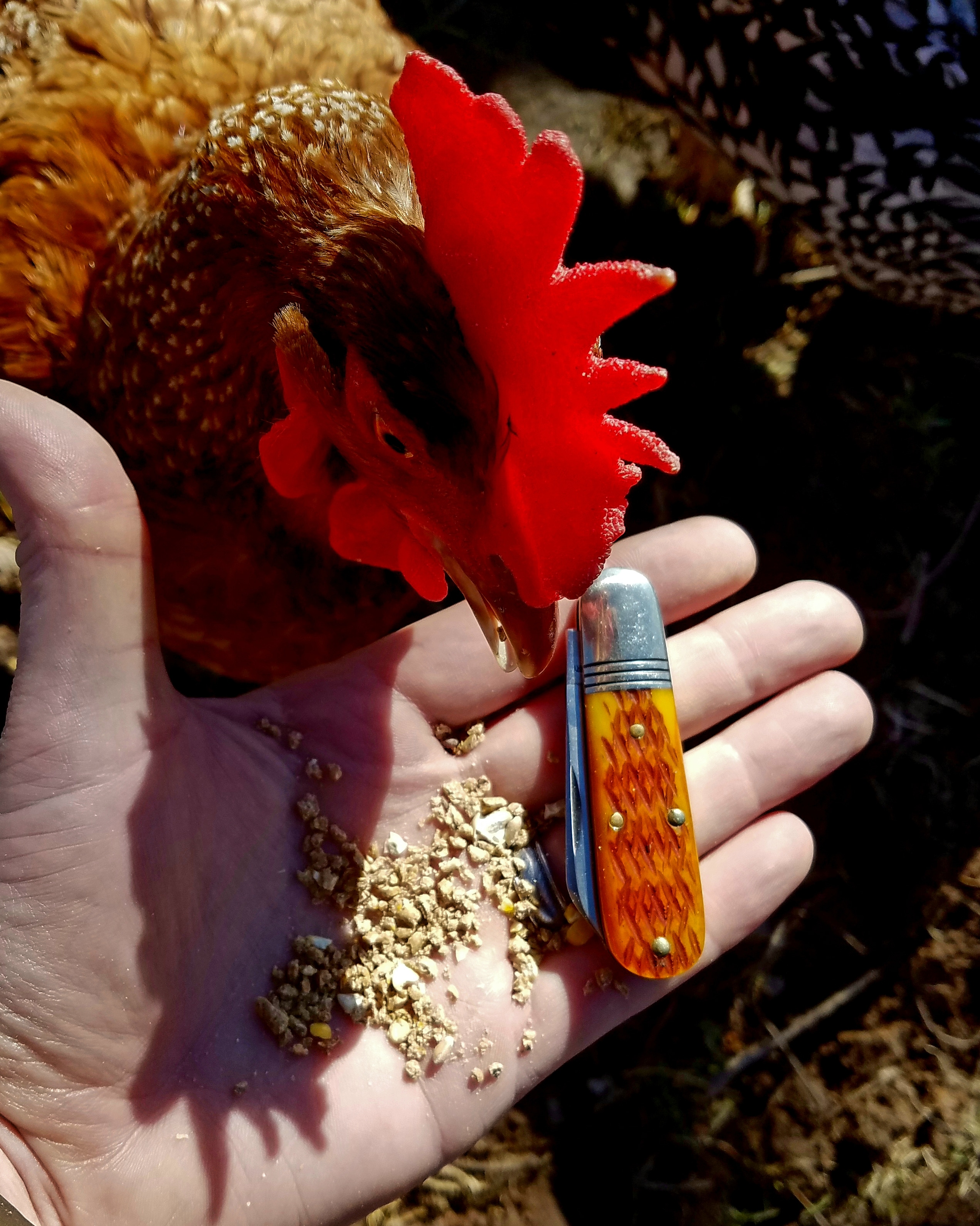 25 and Chicken. | Scrolller