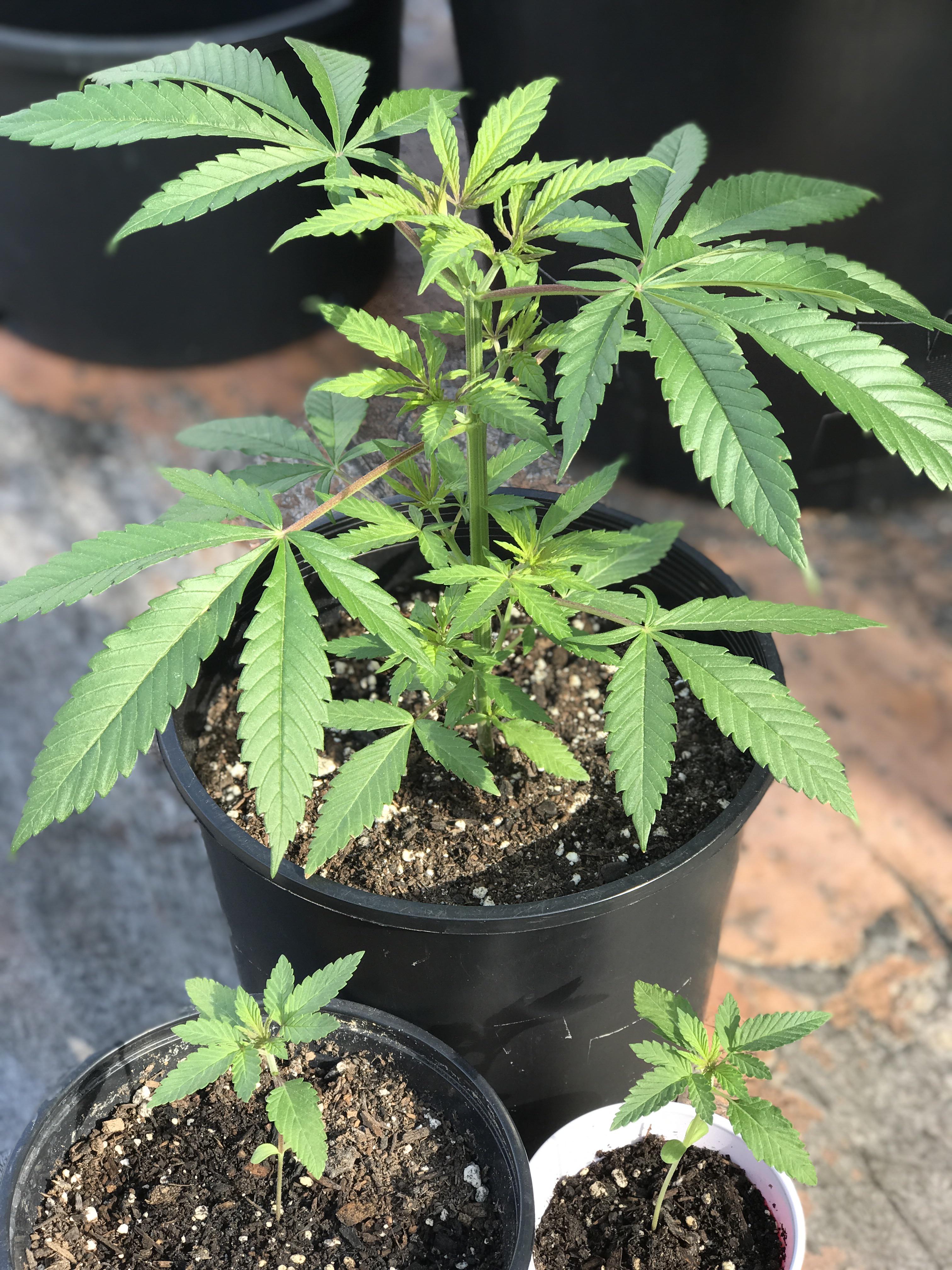 2nd outdoor grow of Abusive OG underway! | Scrolller