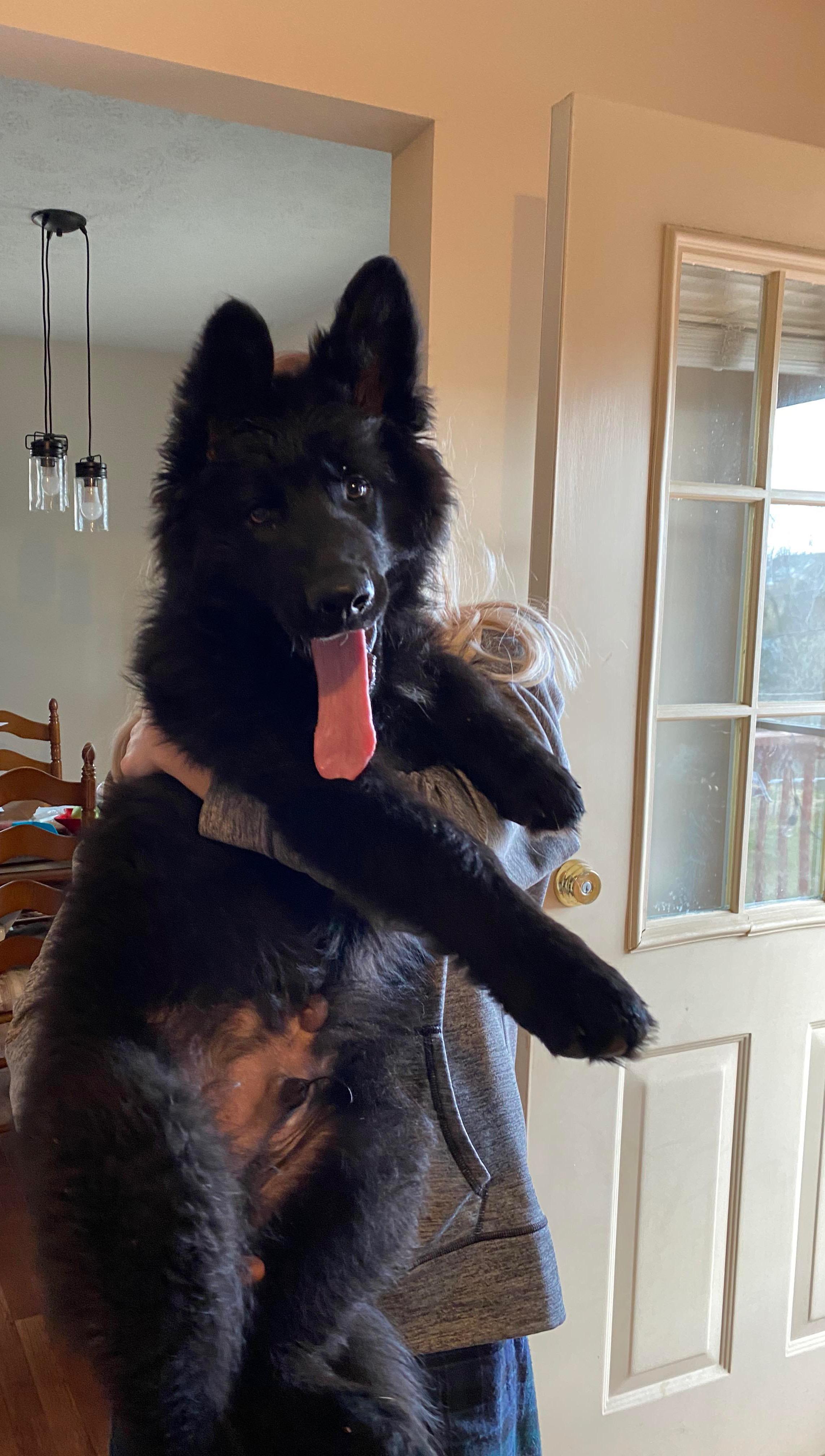 3 1/2 month old German Shepherd | Scrolller