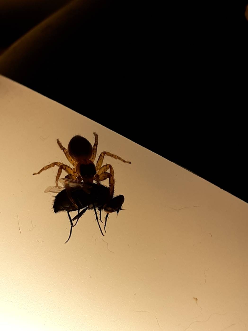 3 cheers for Lamp Spider for taking out the fly that's been bothering me all day. Go Lamp Spider ...