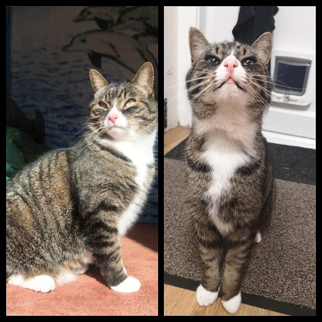 6. 46kg -> 5kg, Louis is now much more nimble, despite his advancing years. | Scrolller