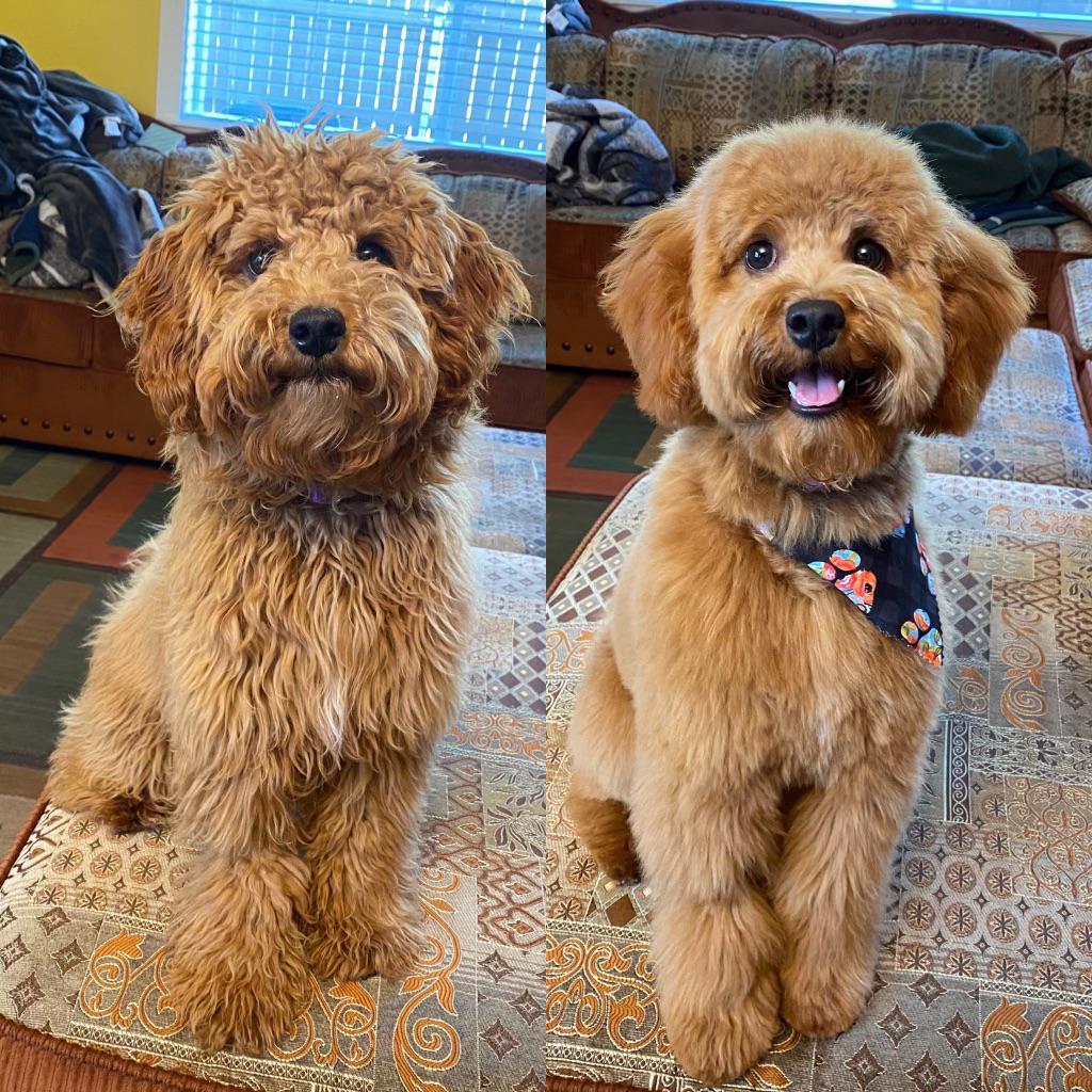 6.5 months and first groom. She is such an amazing dog. | Scrolller