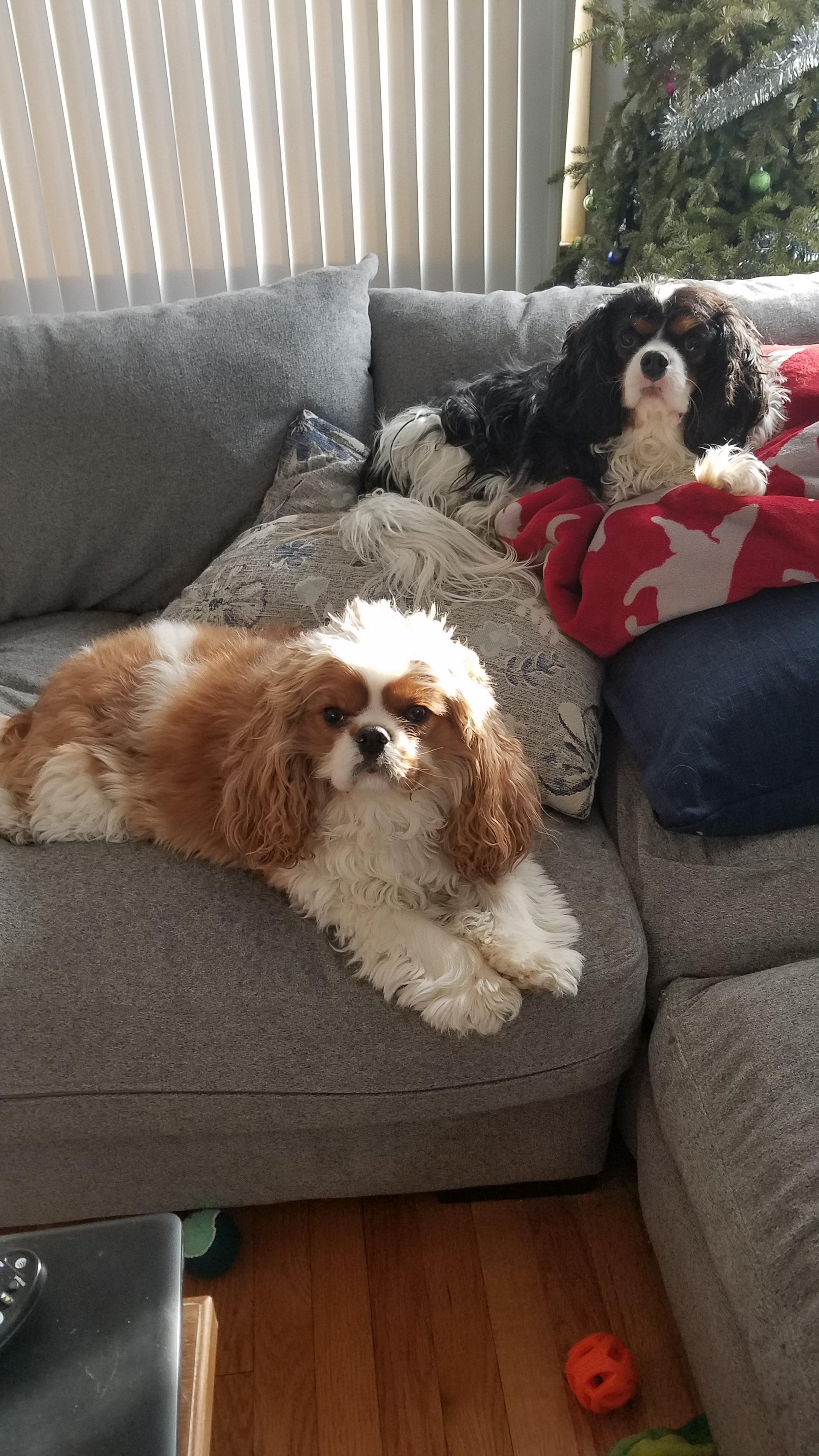 6° outside but keeping the couch warm! | Scrolller