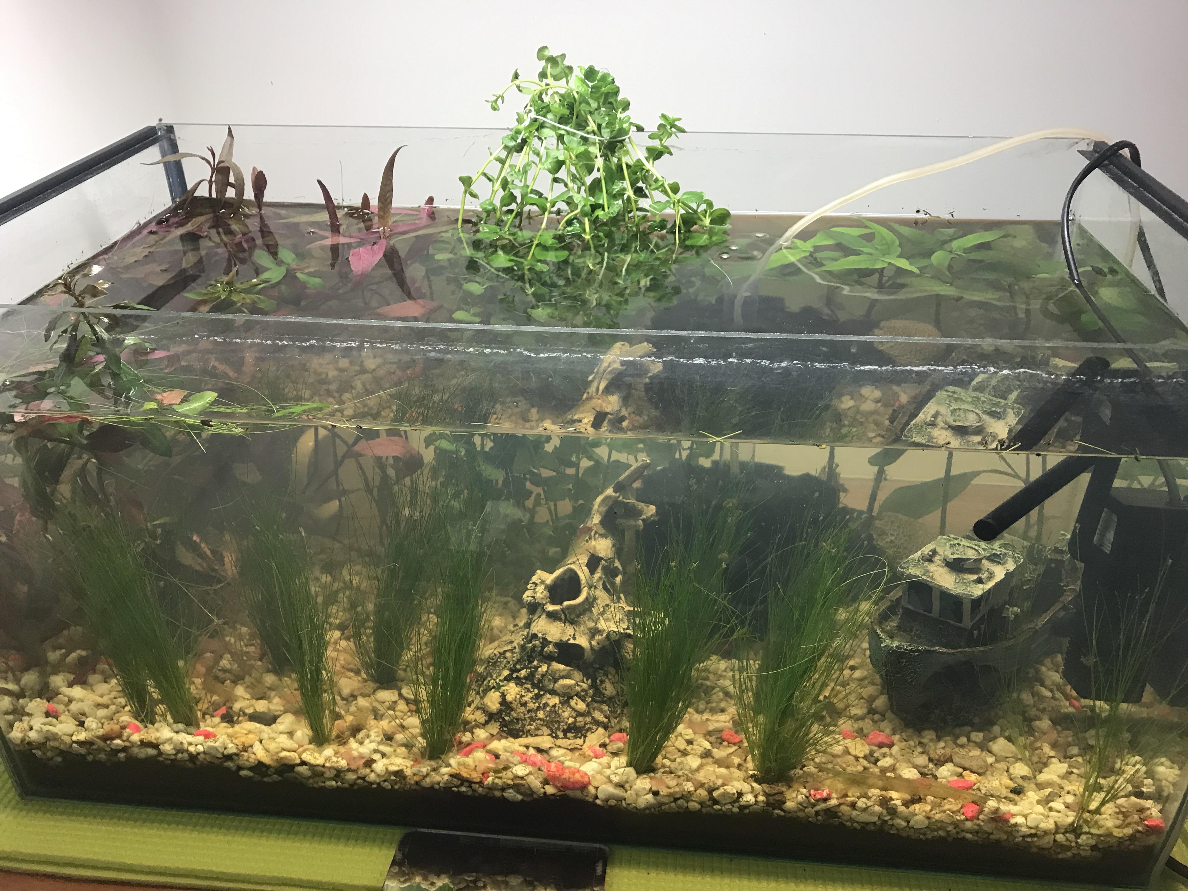 7 Days into my 50 litre first Walstad tank. Any advice? | Scrolller