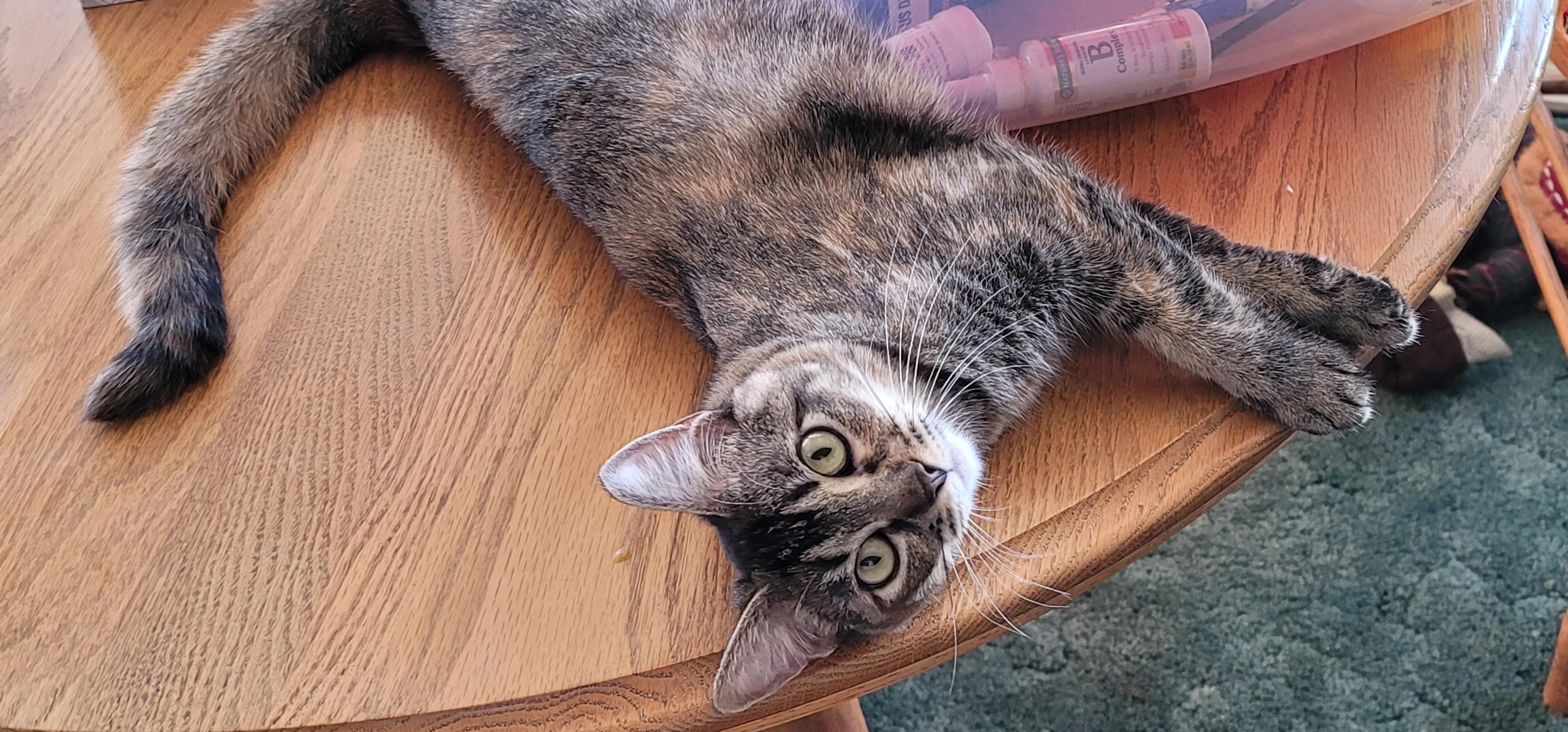 7 month old catto | Scrolller