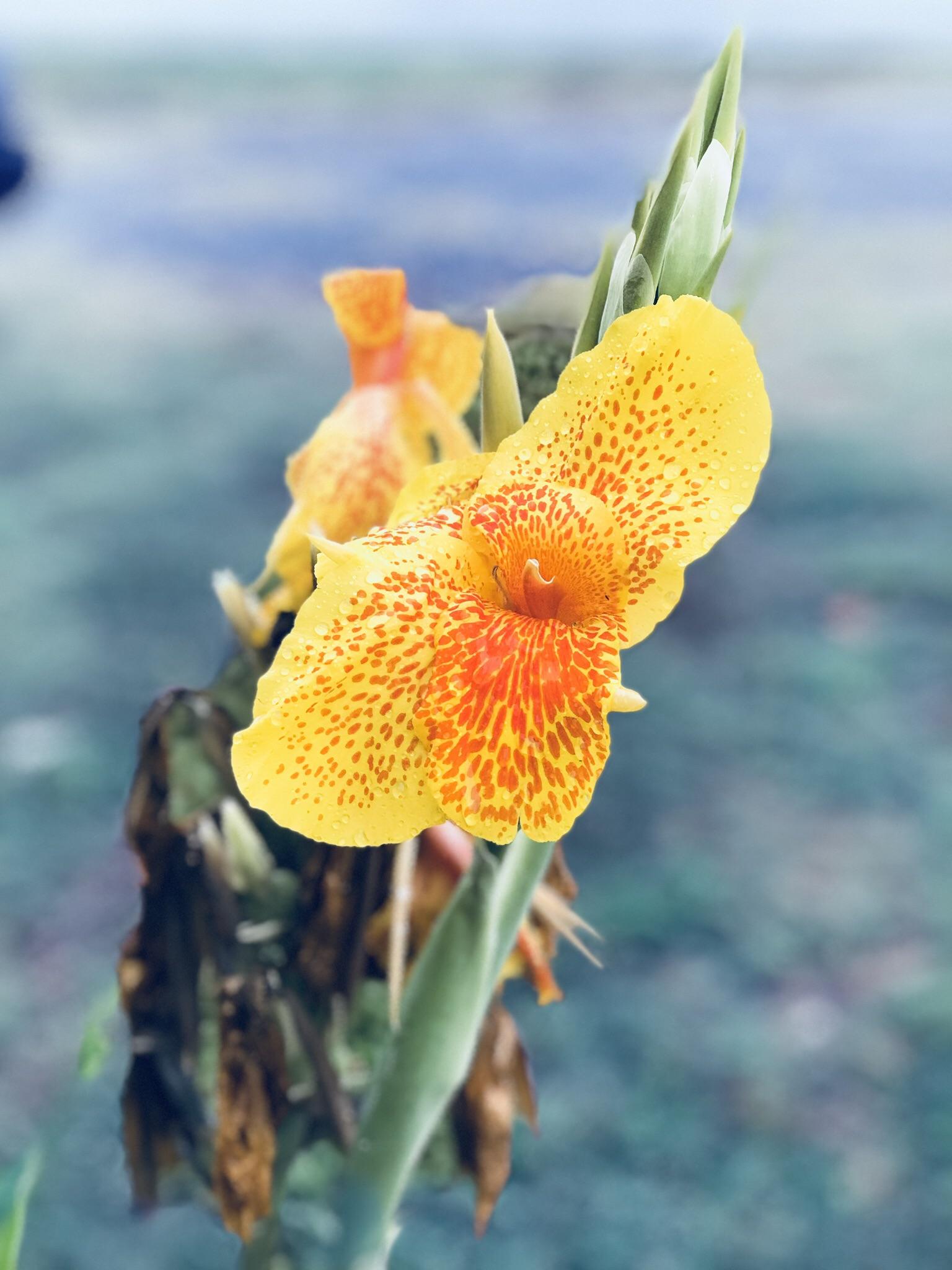 7 Plus, portrait mode. | Scrolller