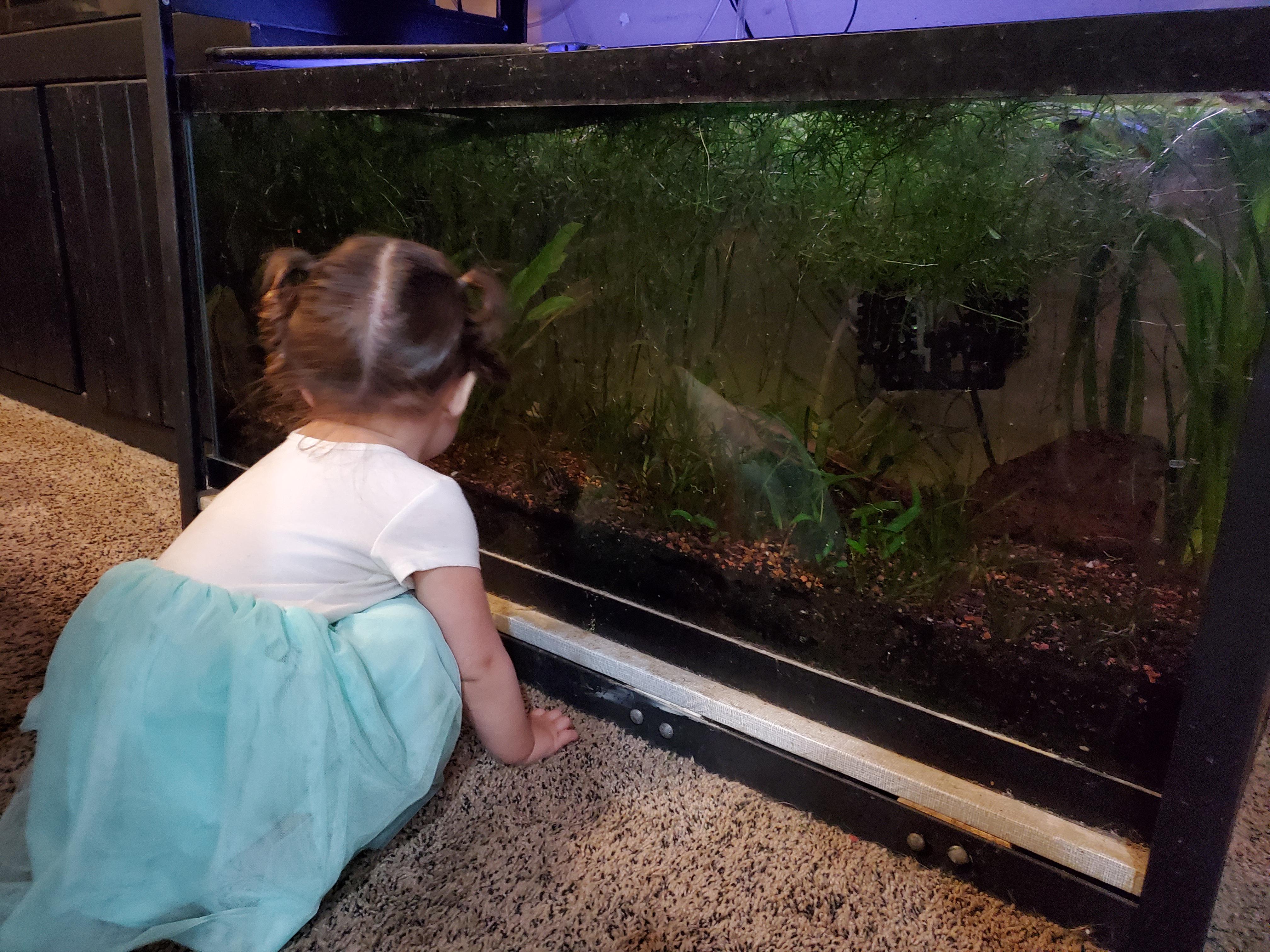 75 gallon getting some attention from my niece. Doing my part to get the next generation ...