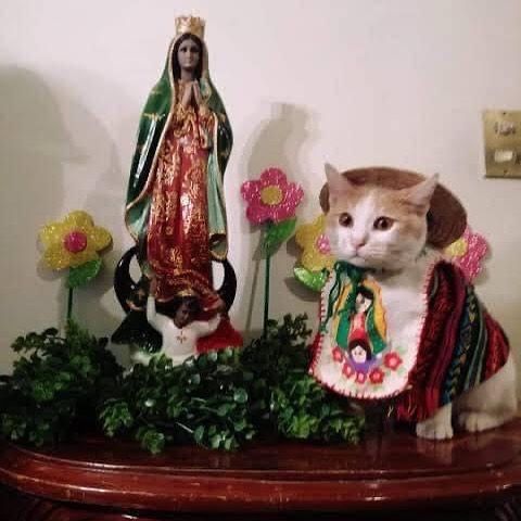 9 de cada 10 gatos la prefieren | Scrolller